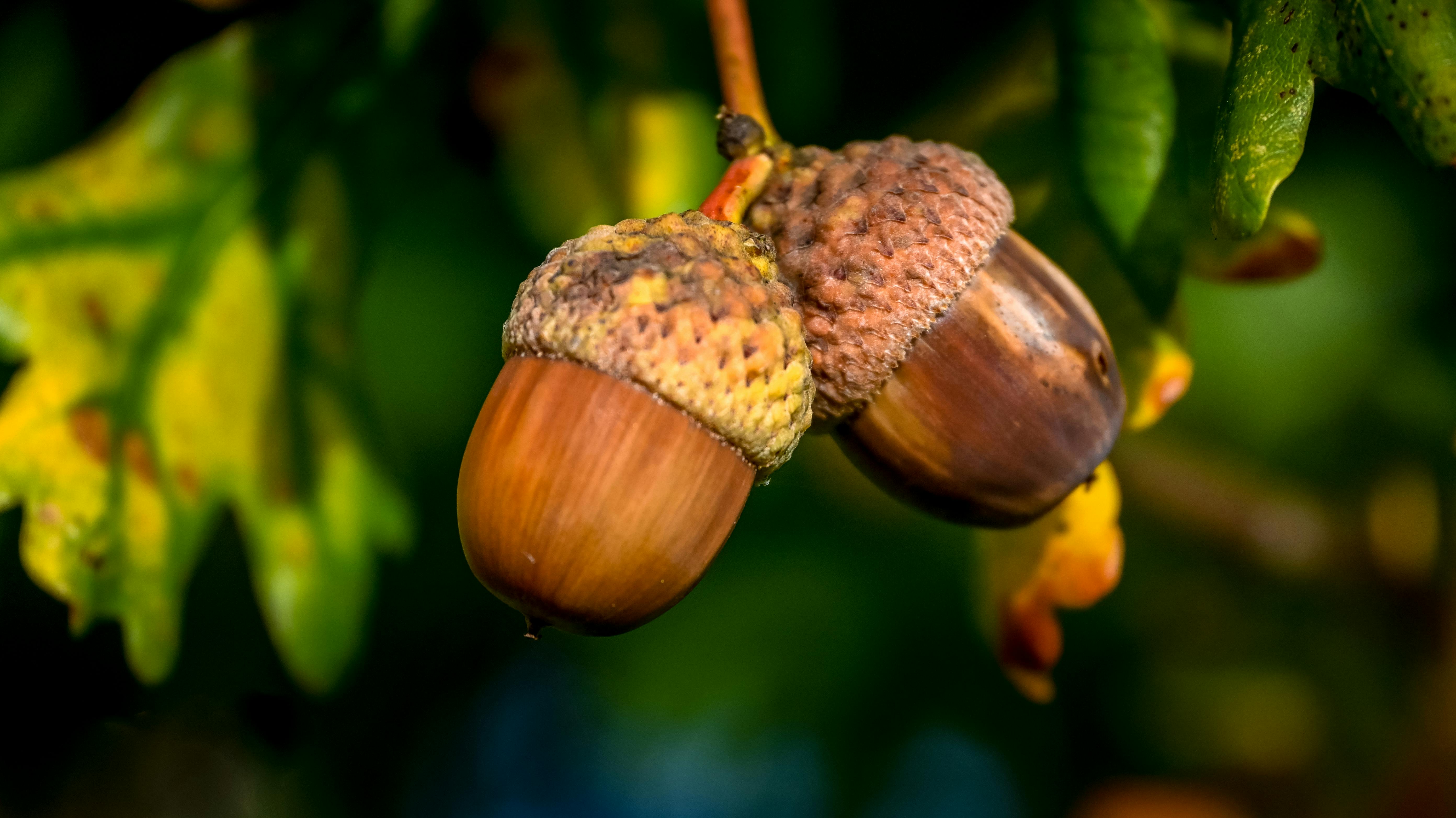 Green Acorn · Free Stock Photo