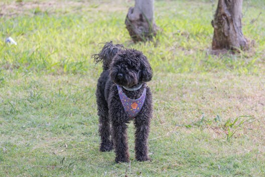Discover the Loyal and Elegant Silver Standard Poodle Breed