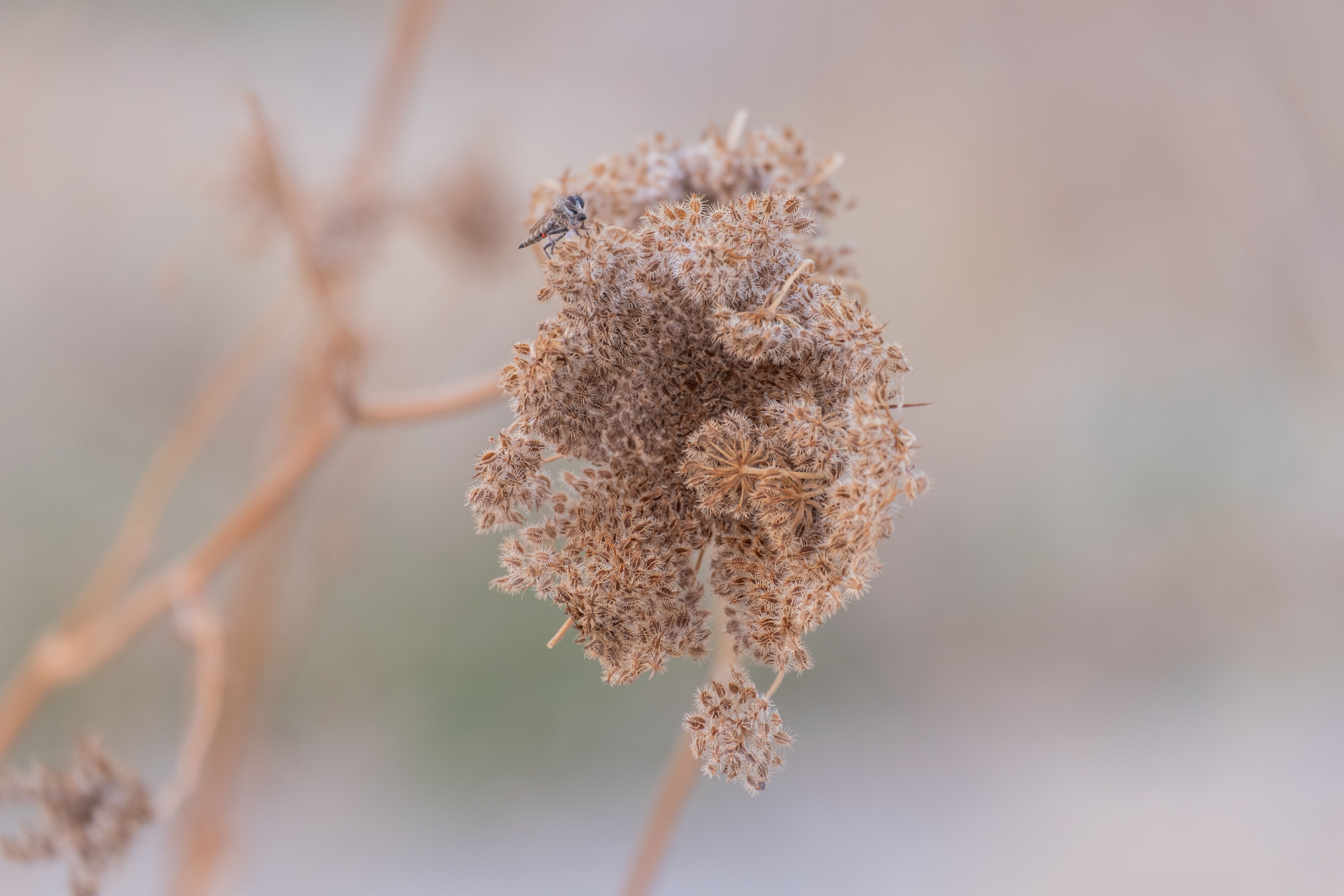 Close-up of Dry Queen Anne's Lace in İzmir · Free Stock Photo