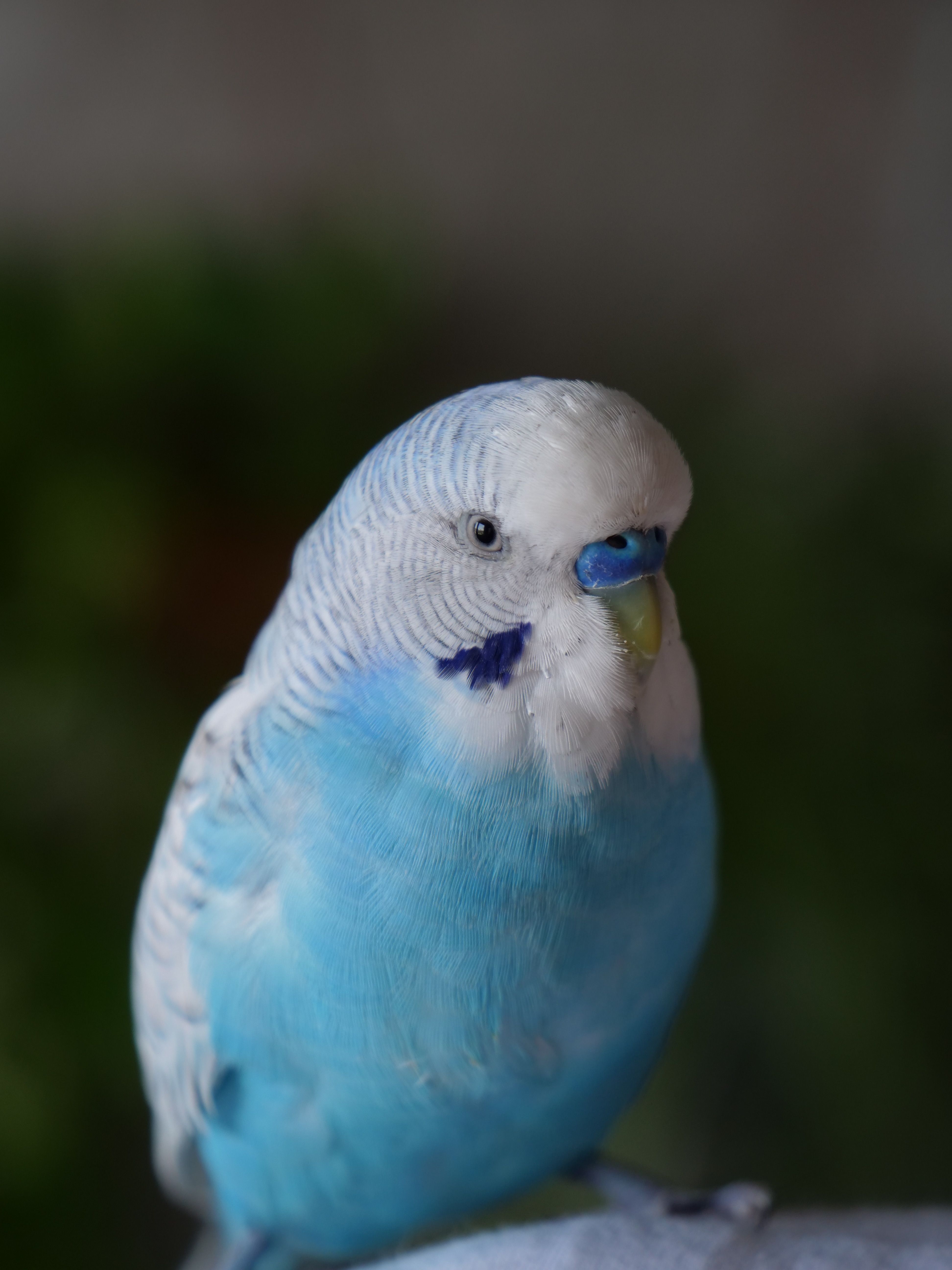 Close-up of a Blue Budgerigar Bird perching · Free Stock Photo