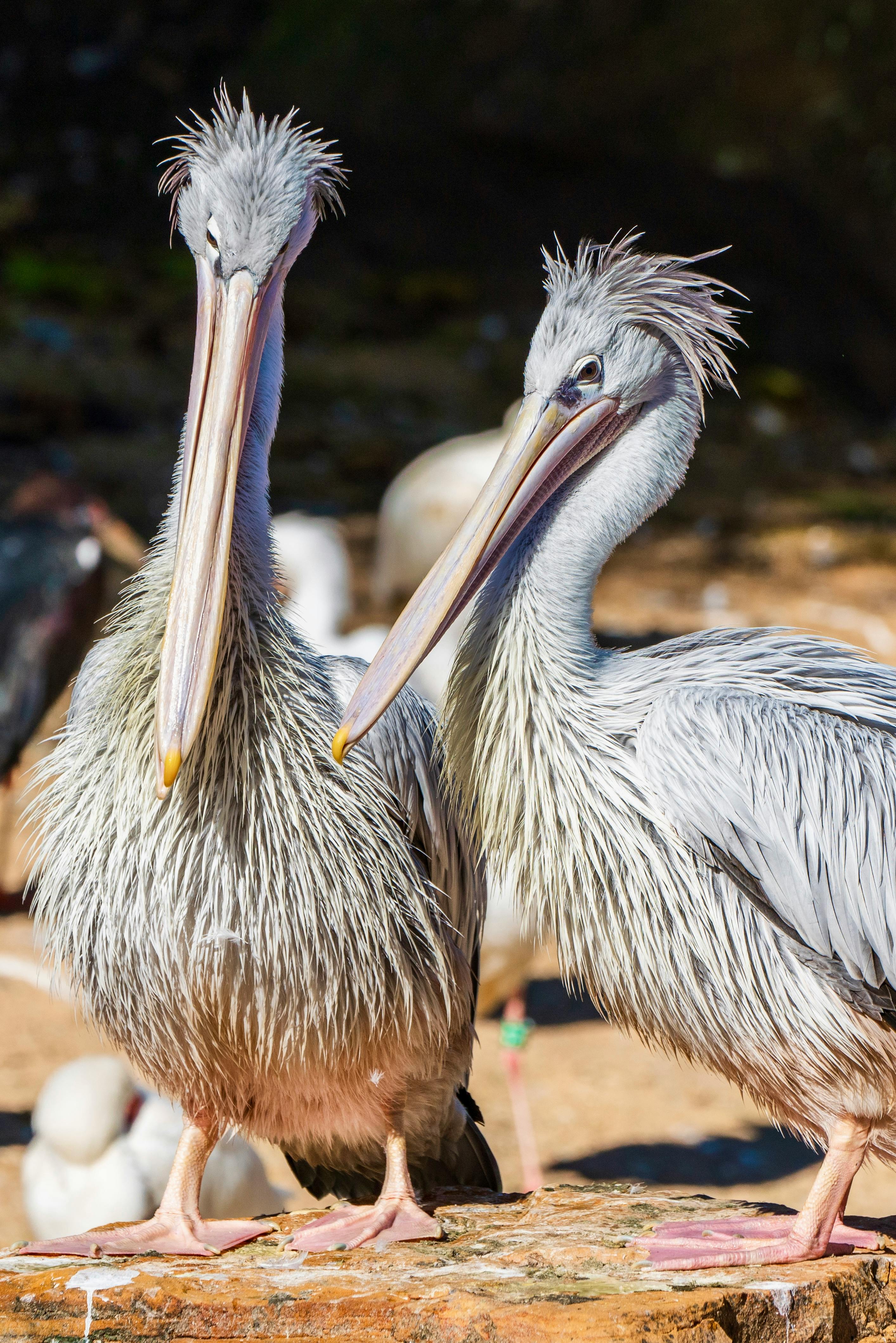 Large Beaks Photos, Download The BEST Free Large Beaks Stock Photos ...