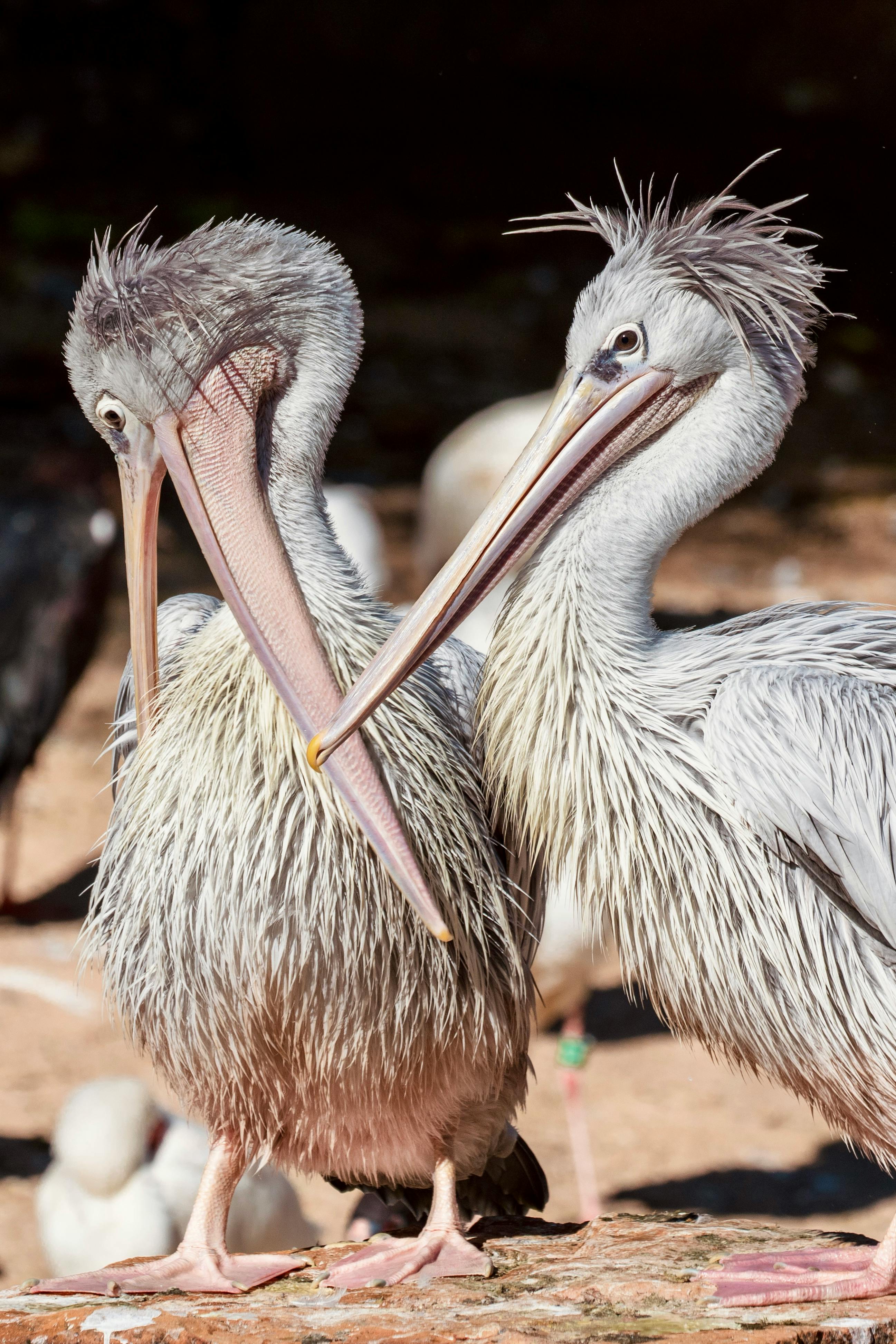 Pair of Dalmatian Pelicans Preening Feathers · Free Stock Photo