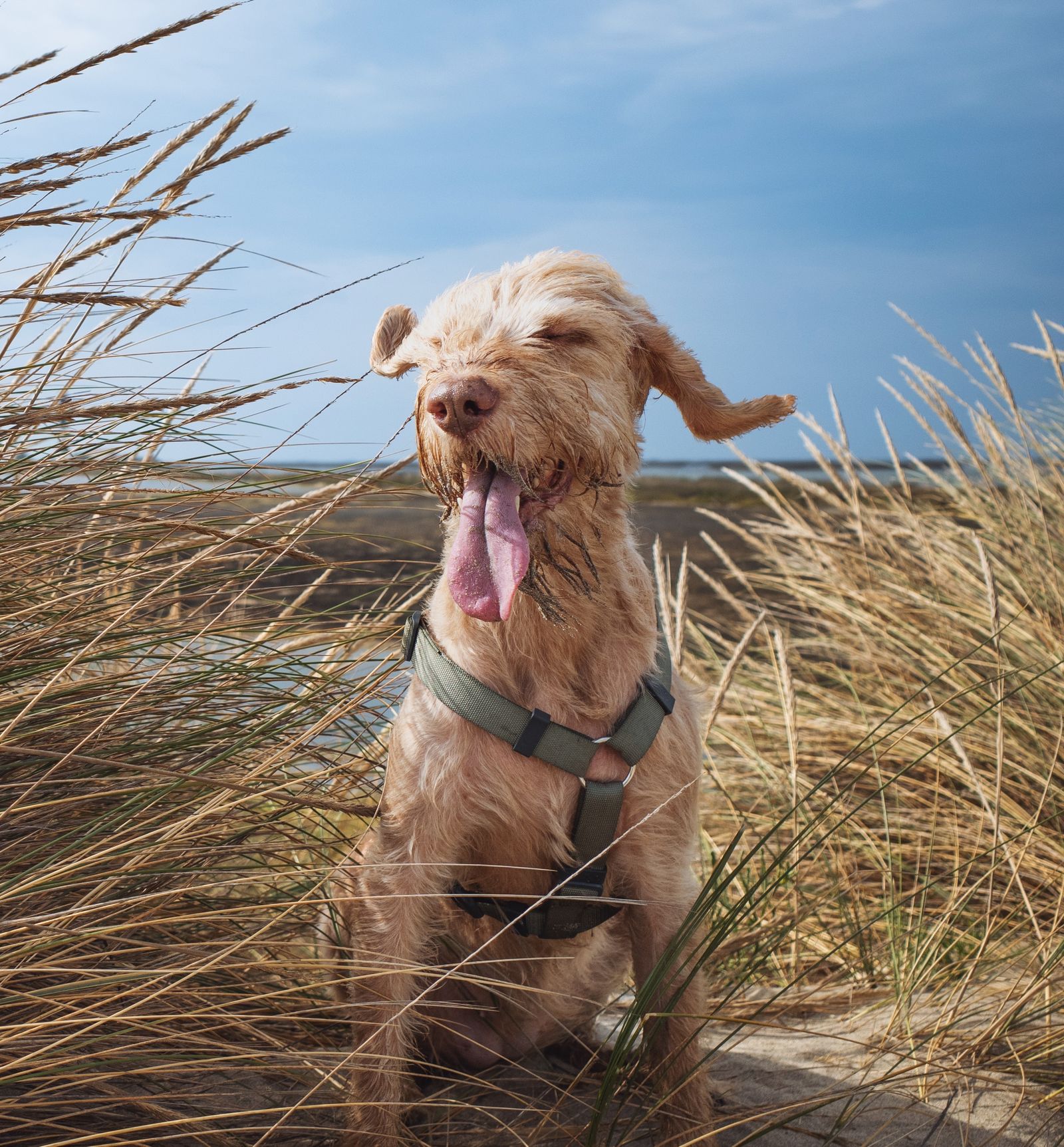 Dog Breed Photos, Download The BEST Free Dog Breed Stock Photos & HD Images