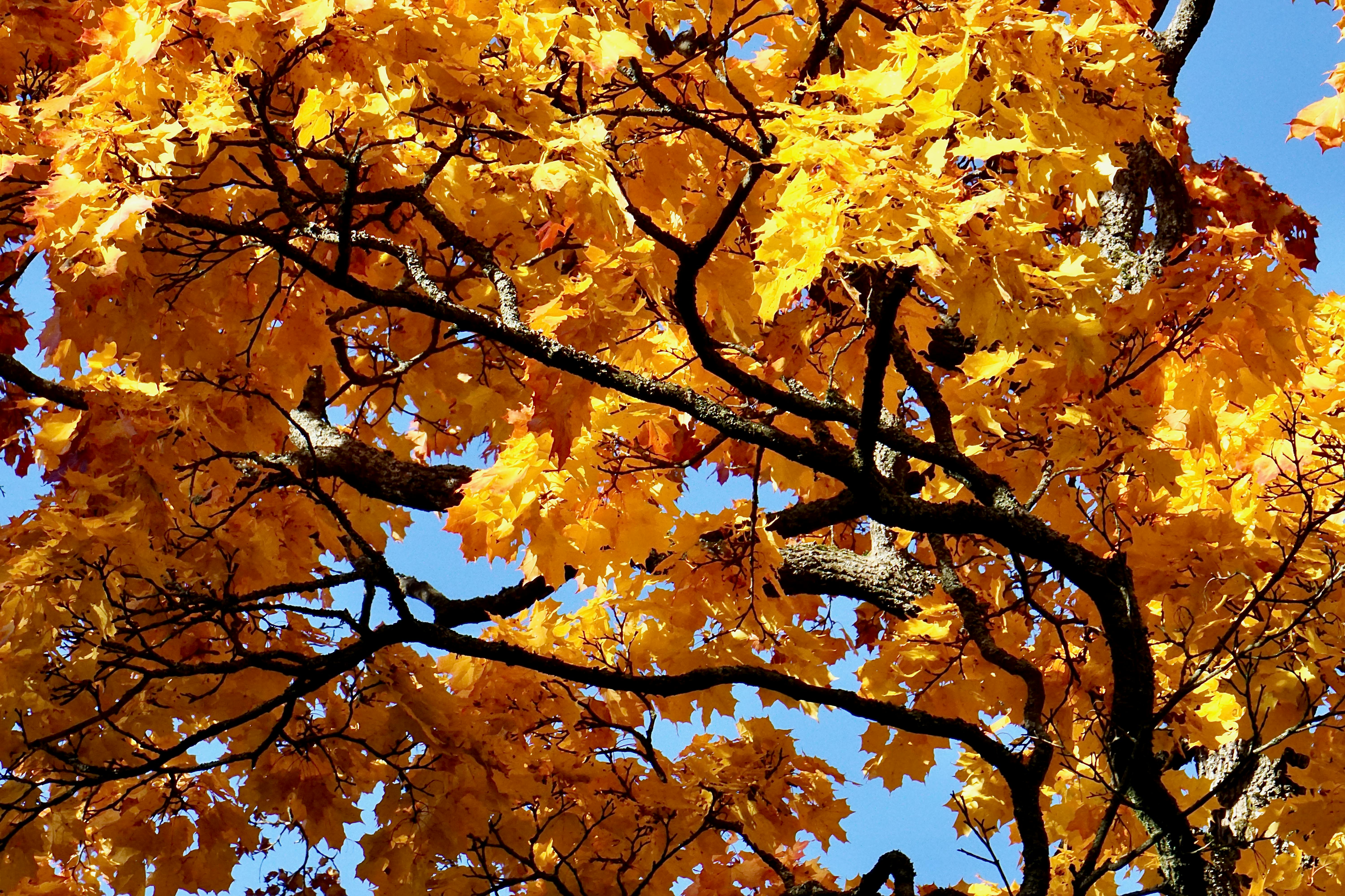 Bright Autumn Foliage Against Clear Blue Sky · Free Stock Photo