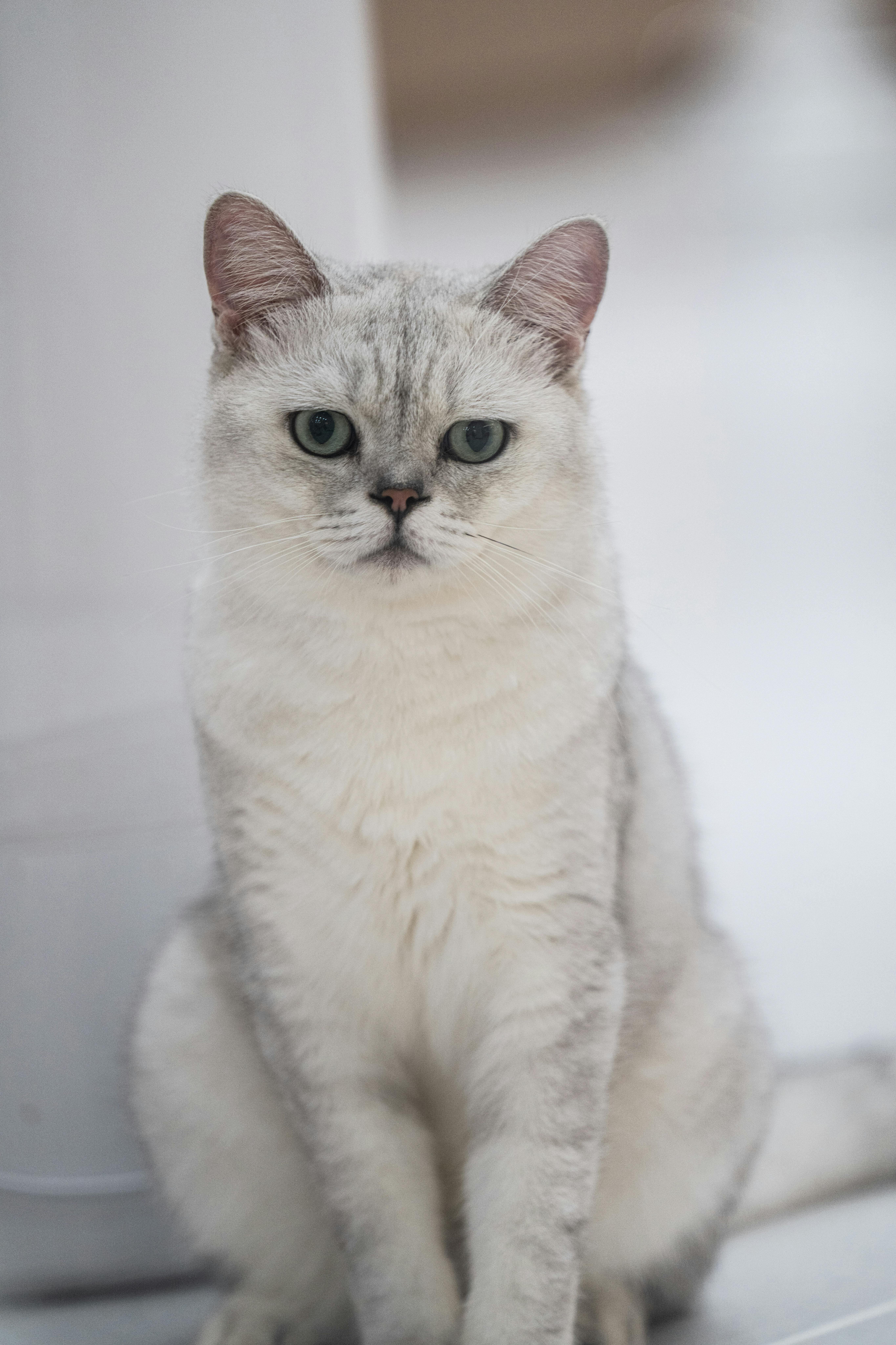 Silver Shading Photos, Download The BEST Free Silver Shading Stock ...