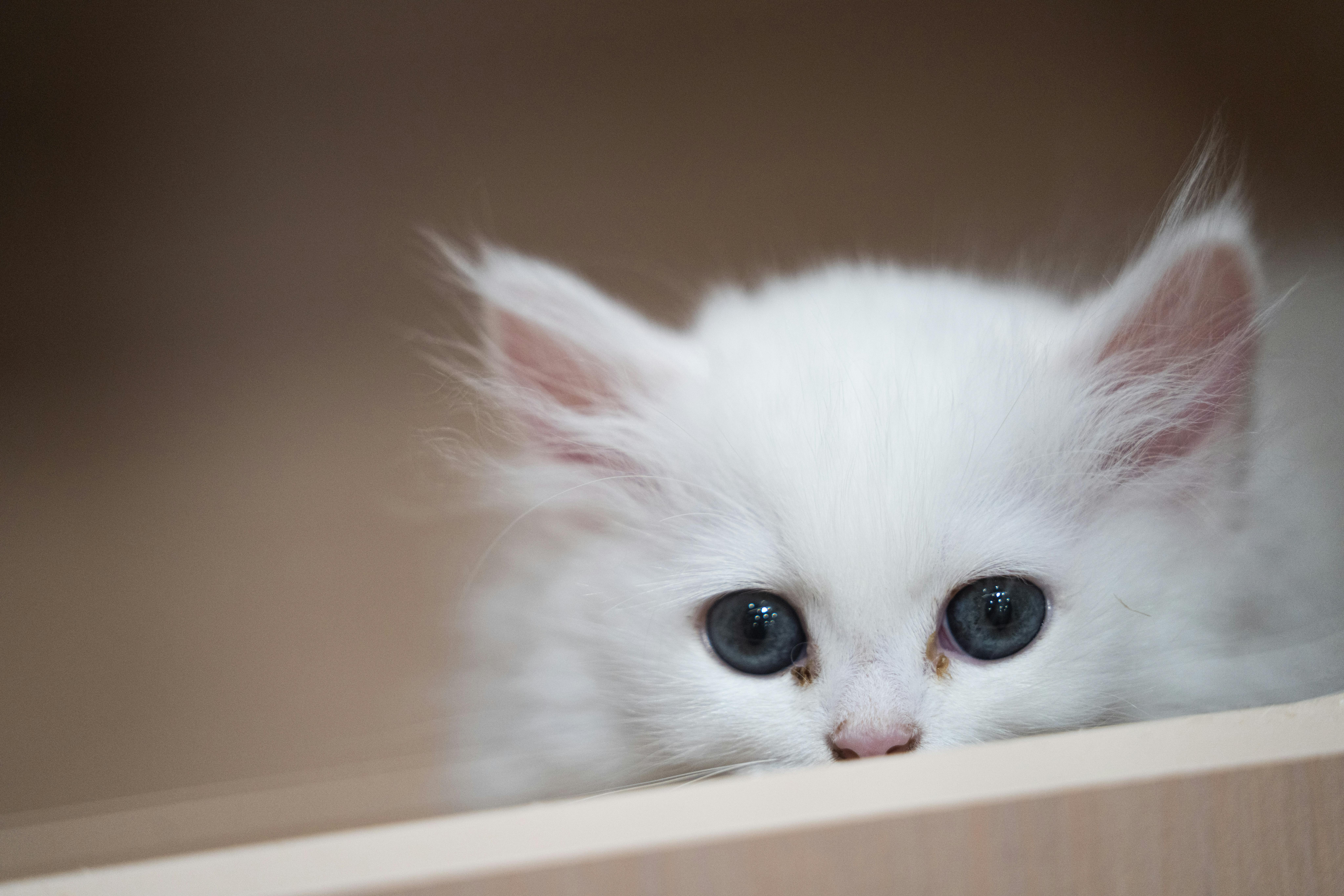 Kedi · Ücretsiz Stok Fotoğraf