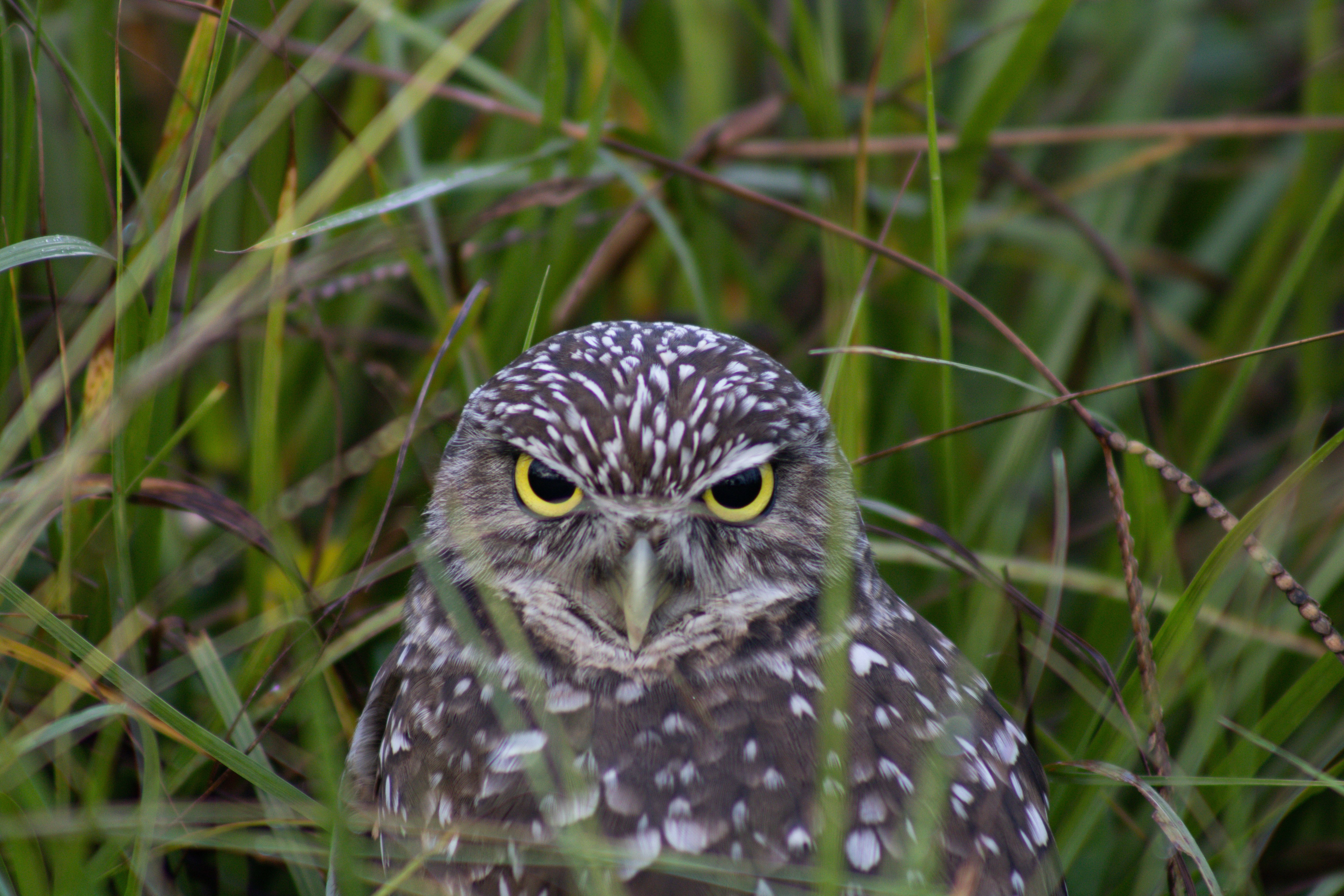 Alert Burrowing Owl Hidden in Tall Grass · Free Stock Photo