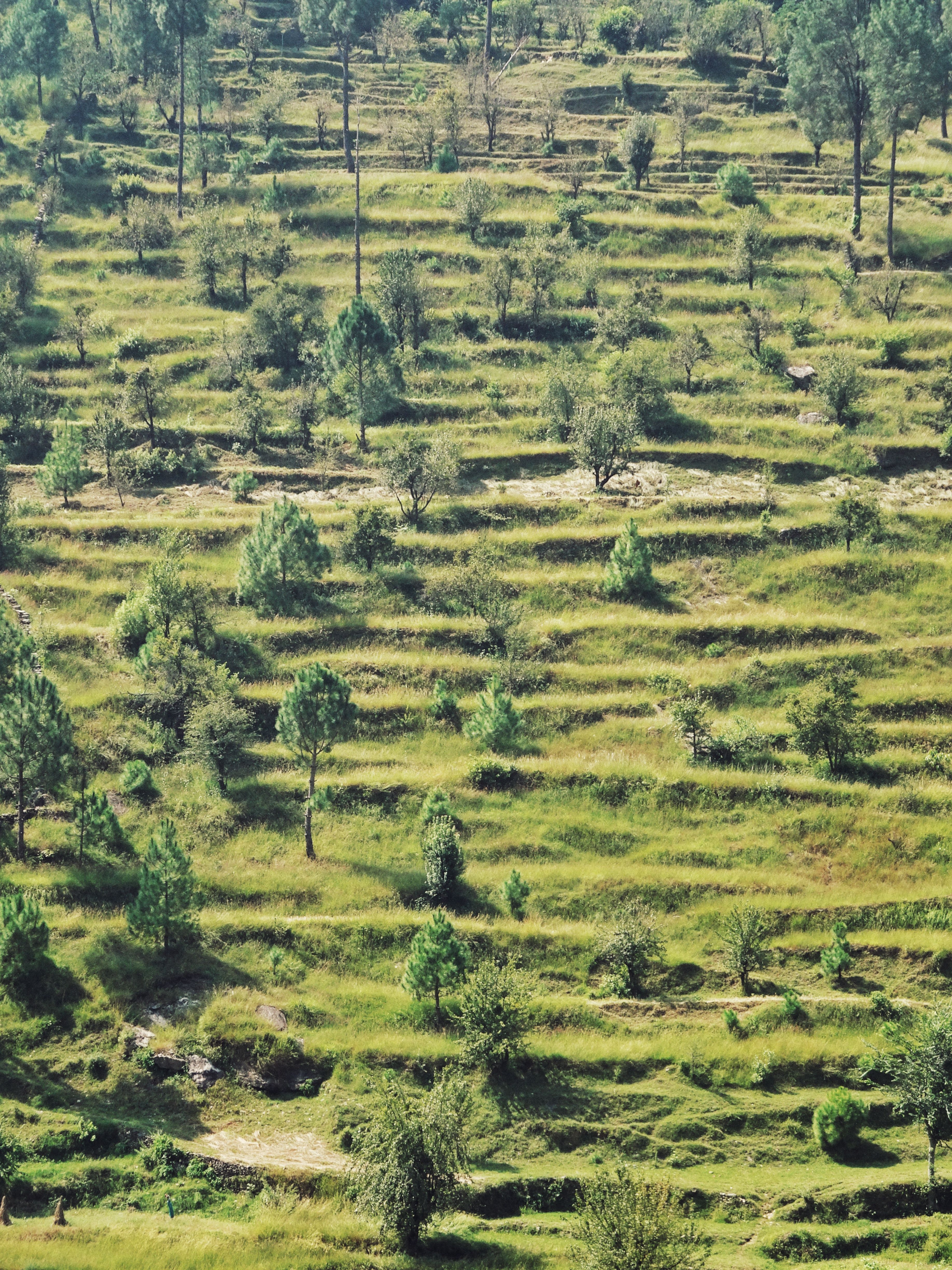 Beautiful Green Terraced Fields Landscape · Free Stock Photo