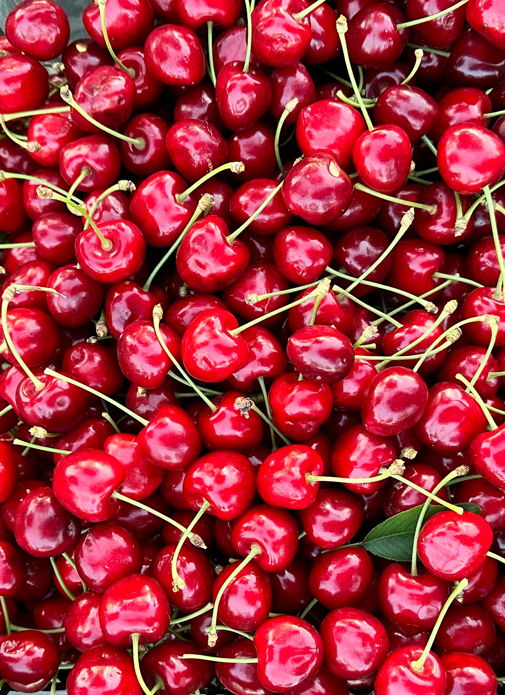 Fresh Red Cherries Harvested in Türkiye · Free Stock Photo