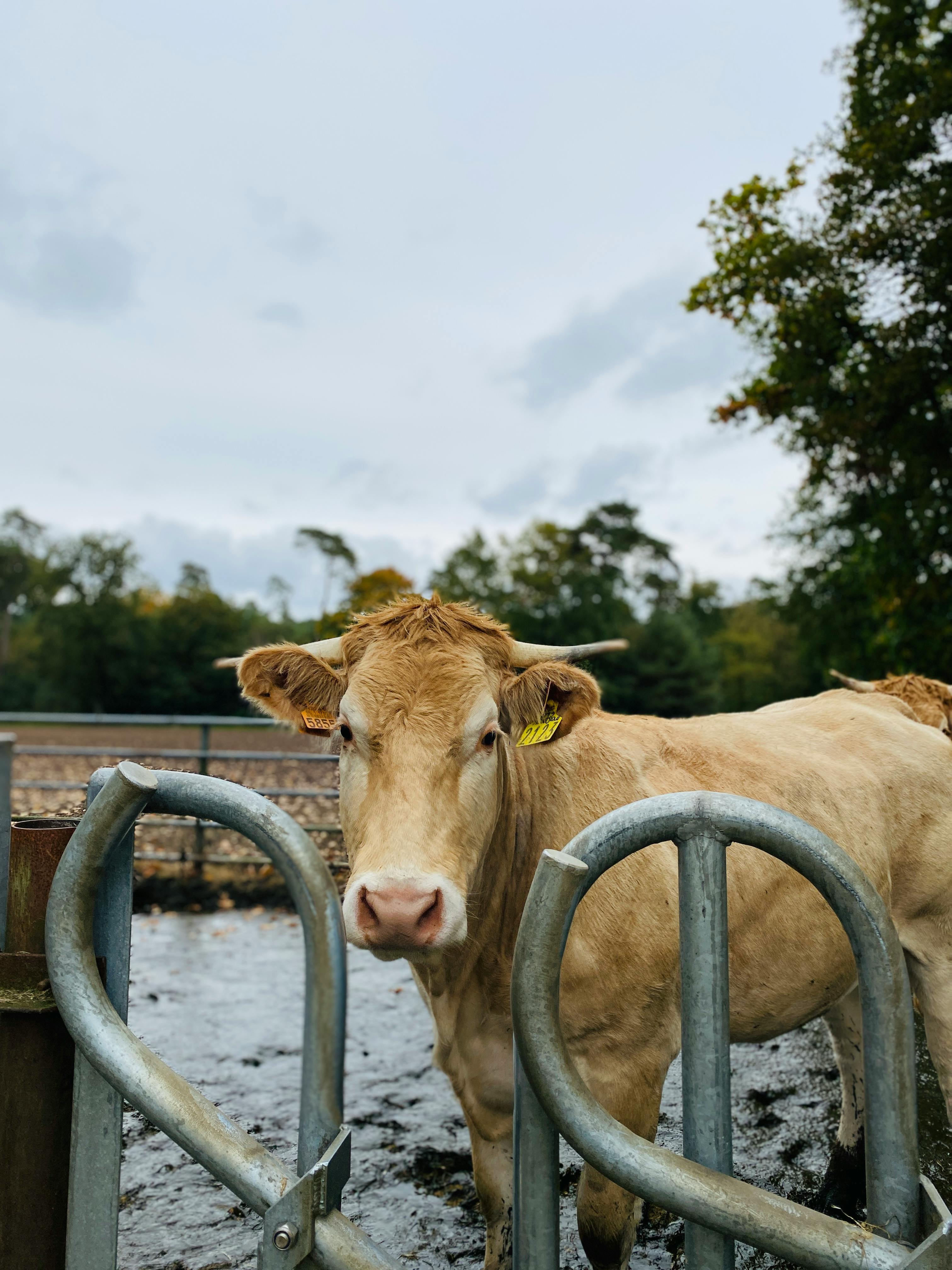 Close-up of a cow standing in muddy pasture · Free Stock Photo