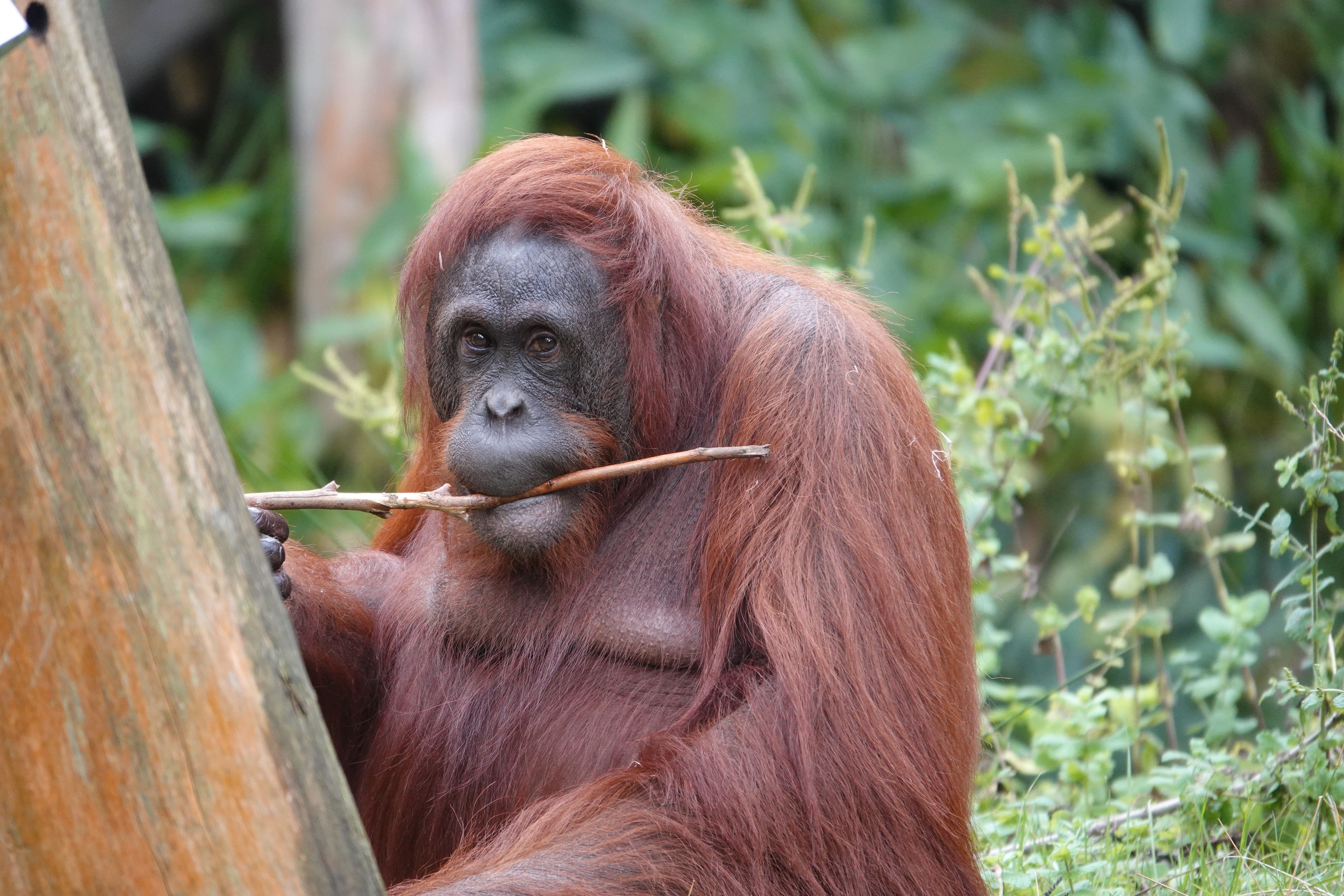 Close-up of Orangutan with a Stick in Apeldoorn · Free Stock Photo