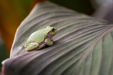 Learn About Paedophryne Amauensis Frog Facts and Habitat