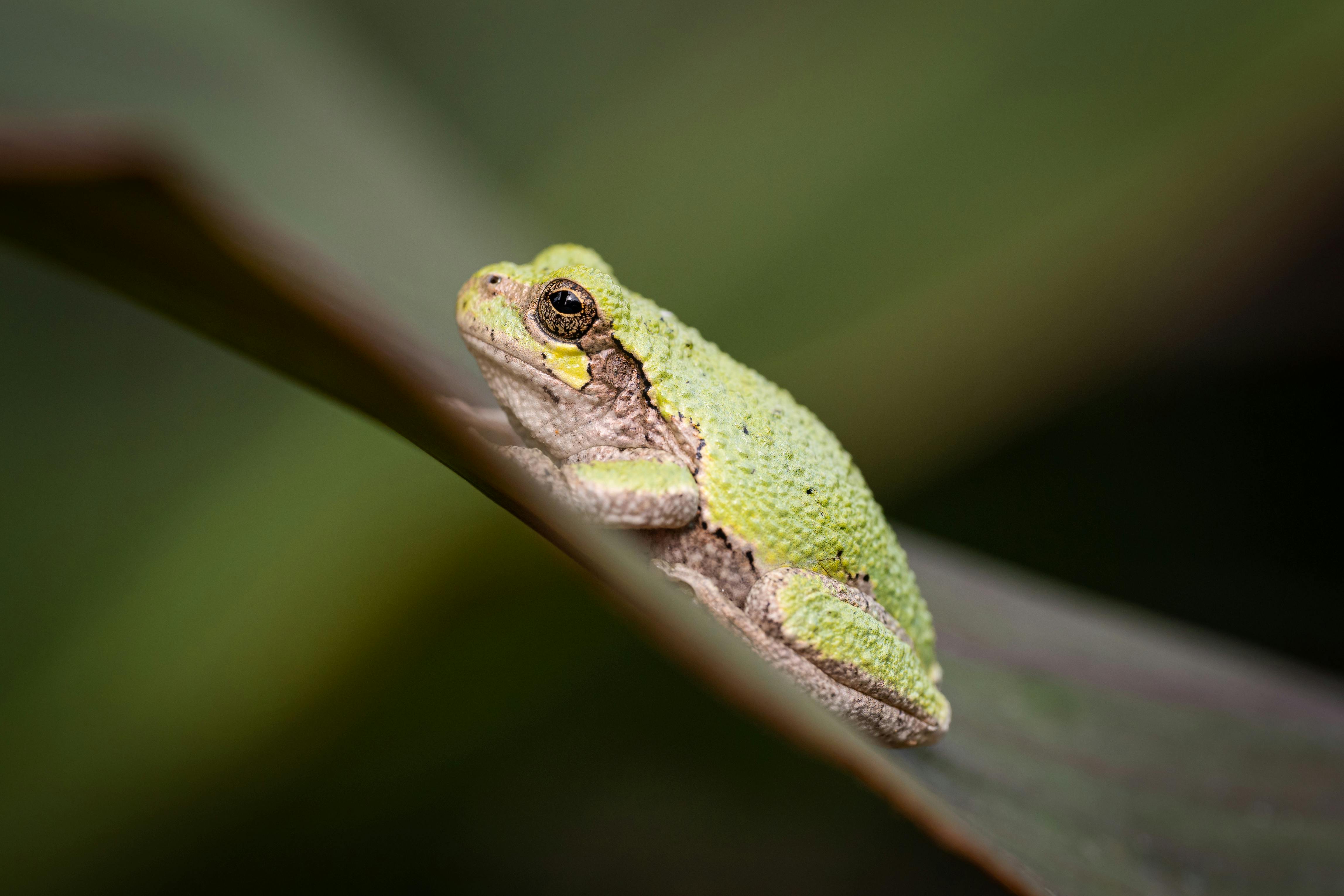 Close-up of a Green Tree Frog on Leaf · Free Stock Photo