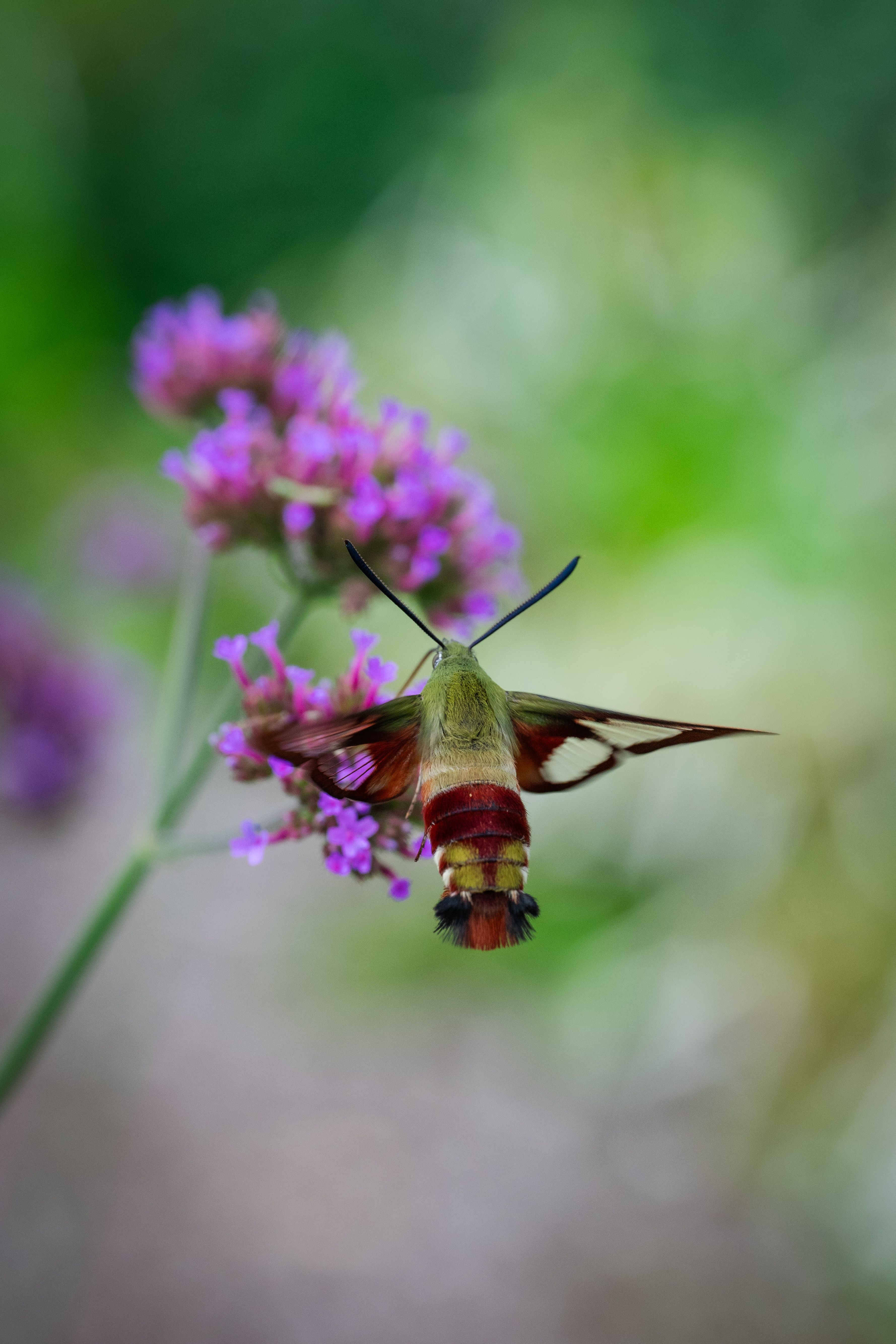 Hummingbird Moth on Purple Flowers in Garden · Free Stock Photo