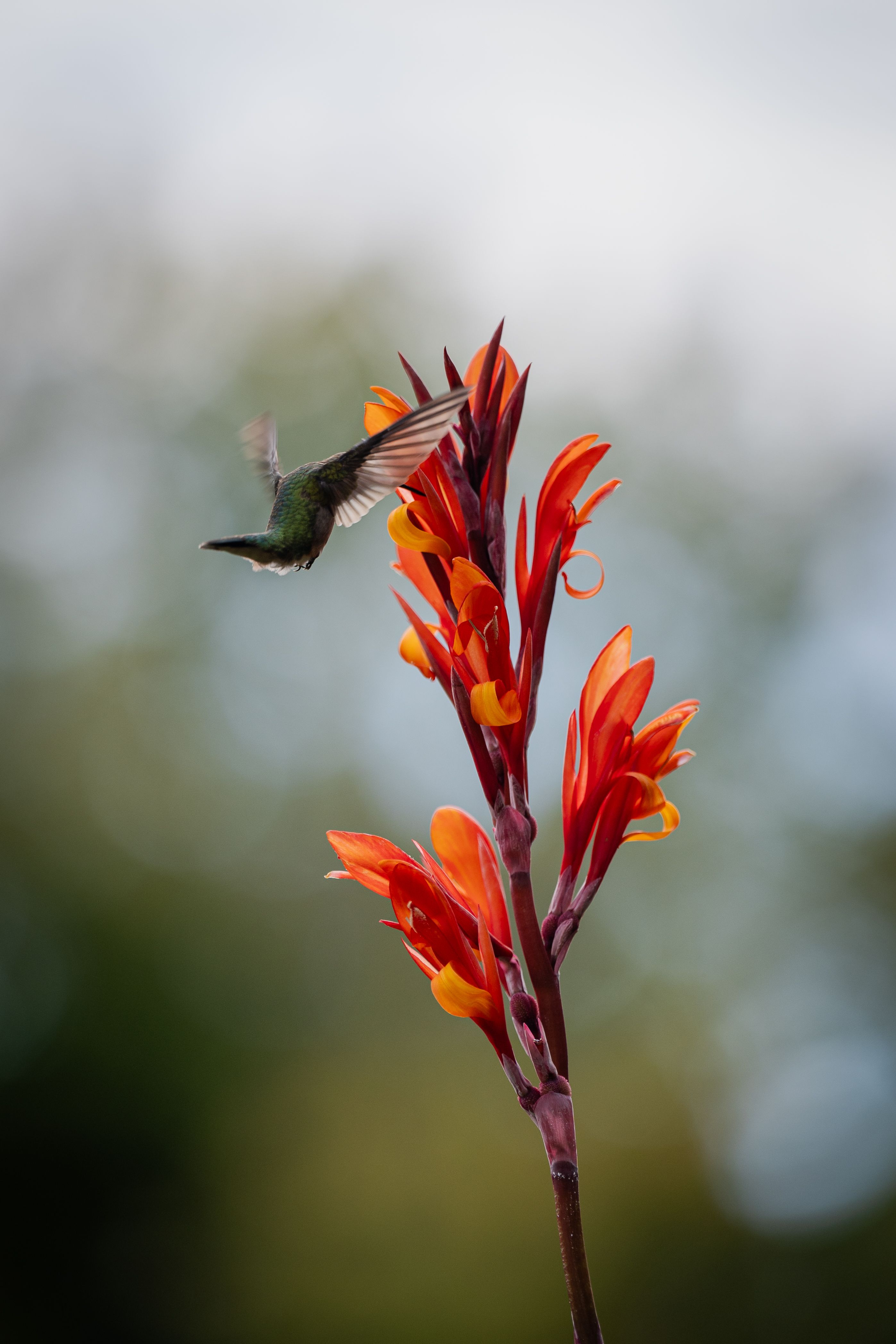 Vibrant Hummingbird Approaching Canna Lily Flower · Free Stock Photo