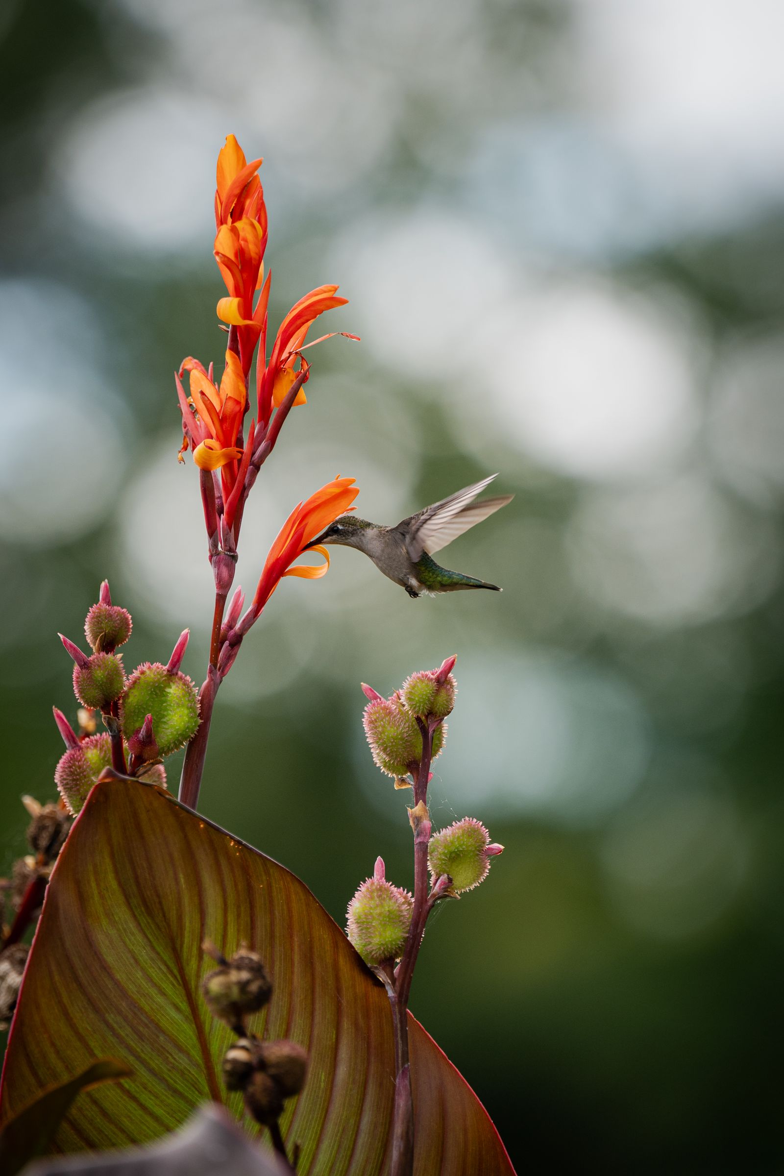 Flying Hummingbird Surrounded By Flowering Plants Photos, Download The ...