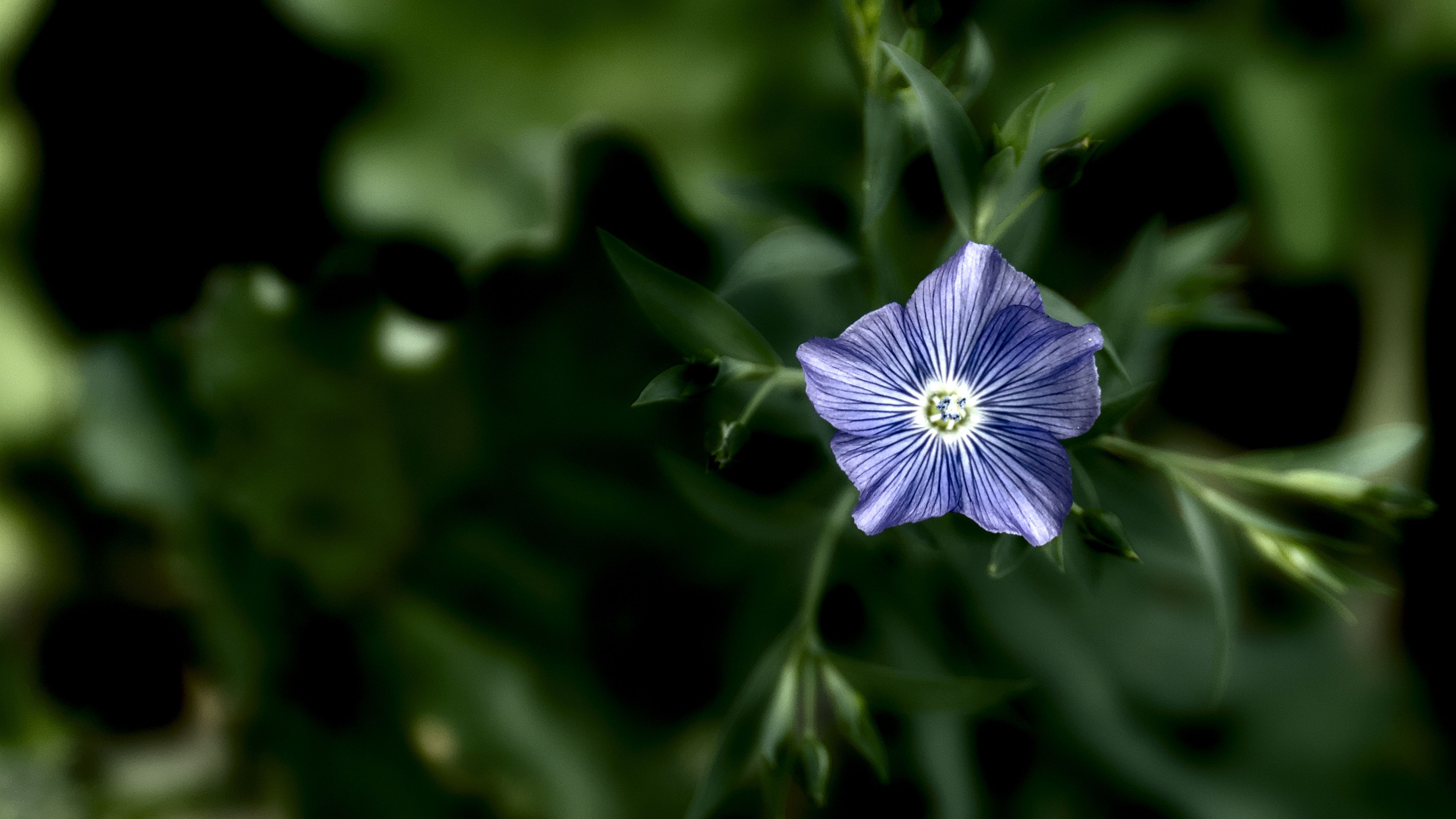 Beautiful Blue Wildflower Close-Up in Nature · Free Stock Photo