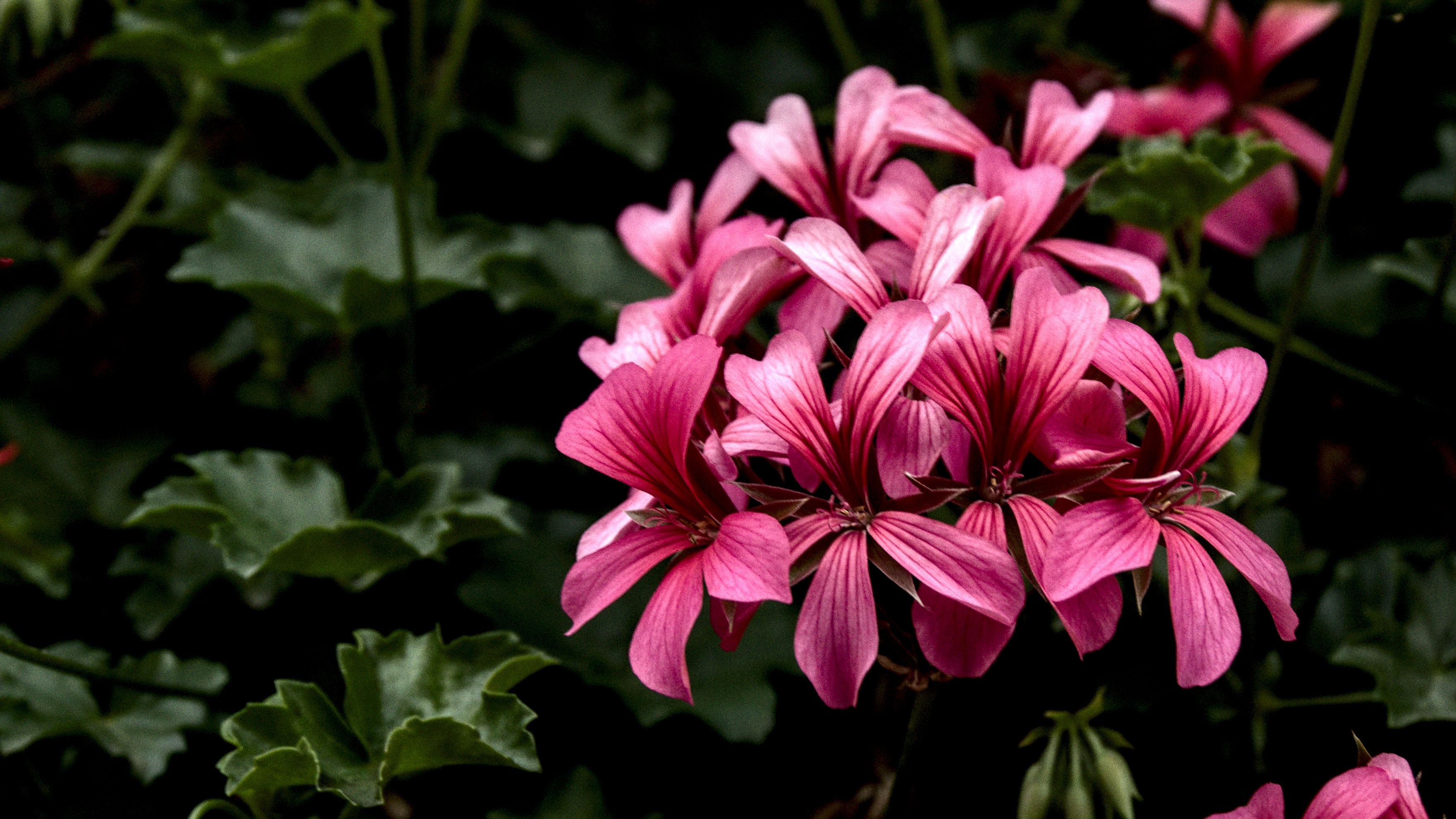 Vibrant Pink Geraniums in Bavarian Garden · Free Stock Photo
