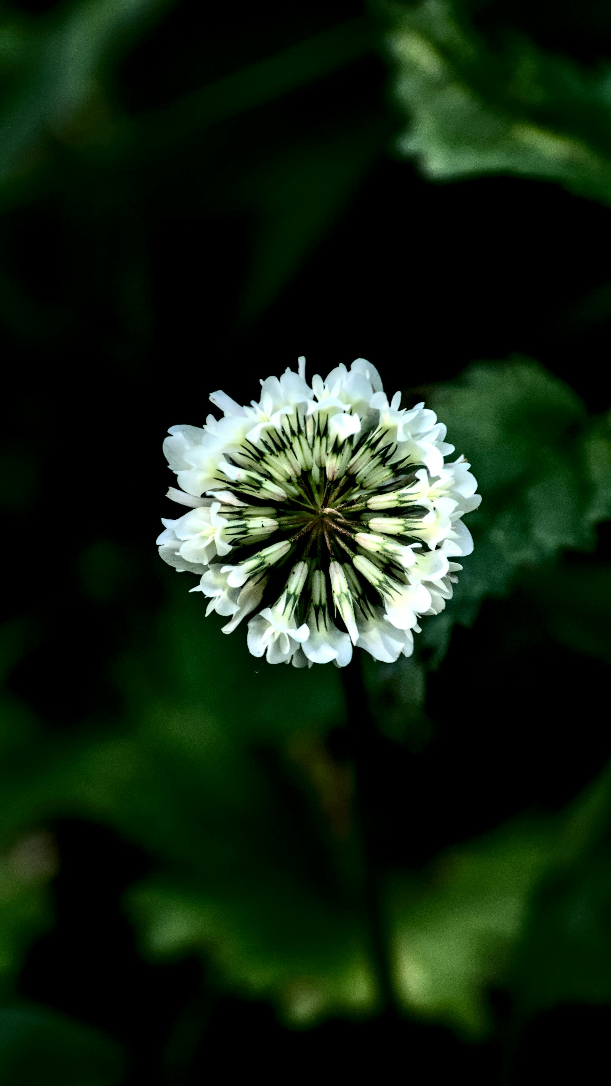 Close Up Bunga Semanggi Putih Di Hutan · Foto Stok Gratis