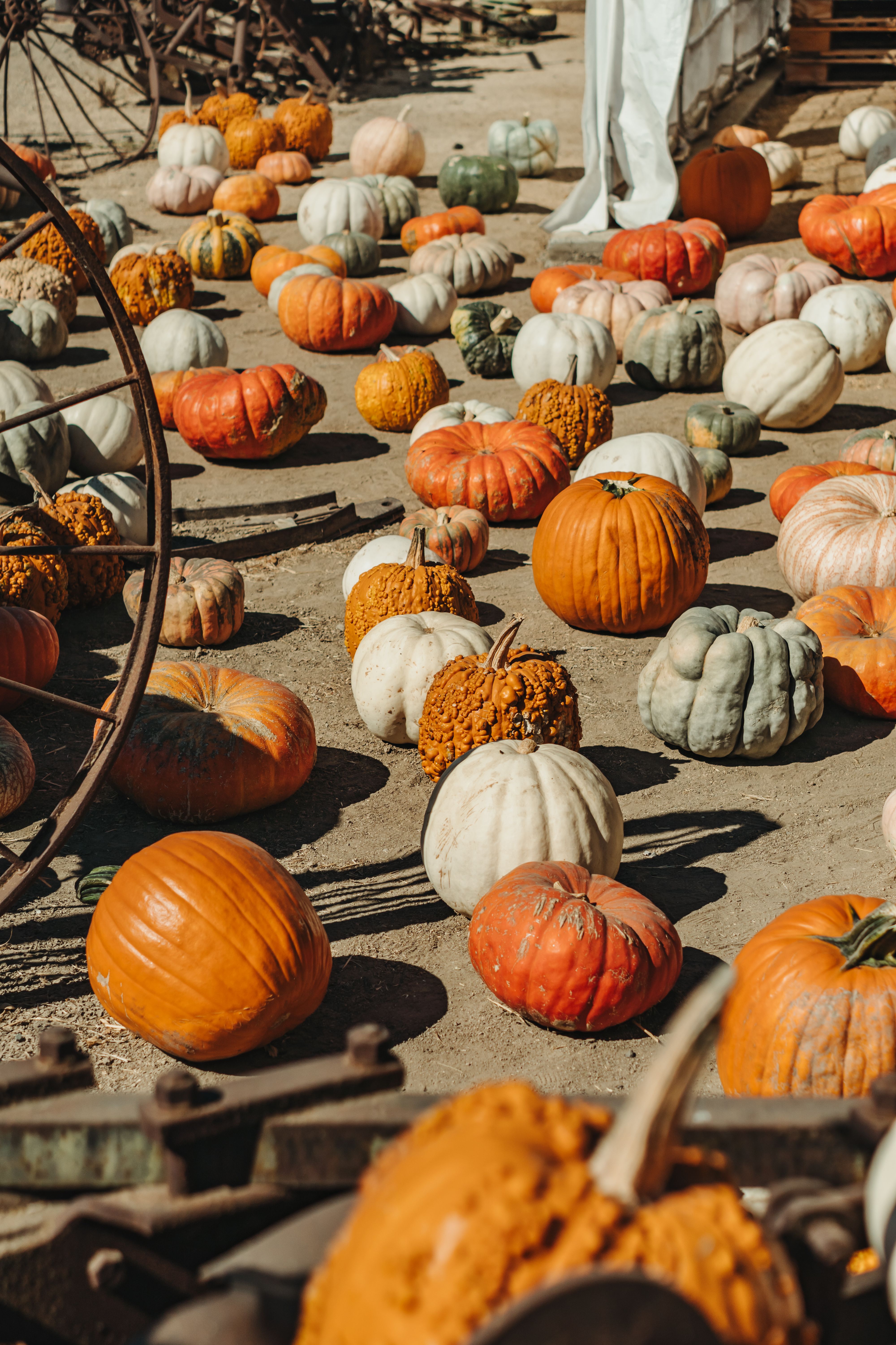 Diverse Autumn Pumpkins in Rustic Setting · Free Stock Photo