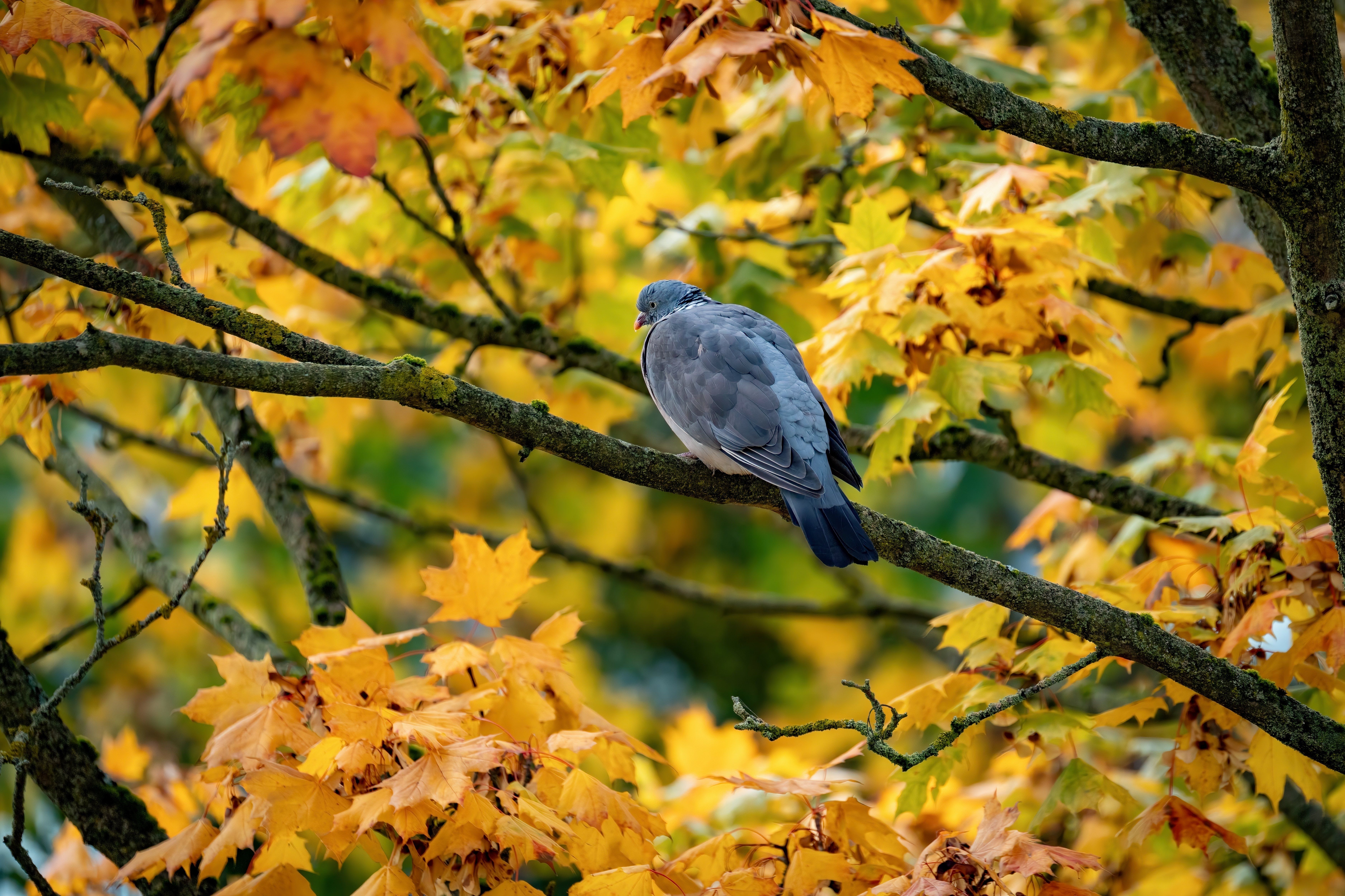 Wood Pigeon Resting Amidst Autumn Foliage · Free Stock Photo