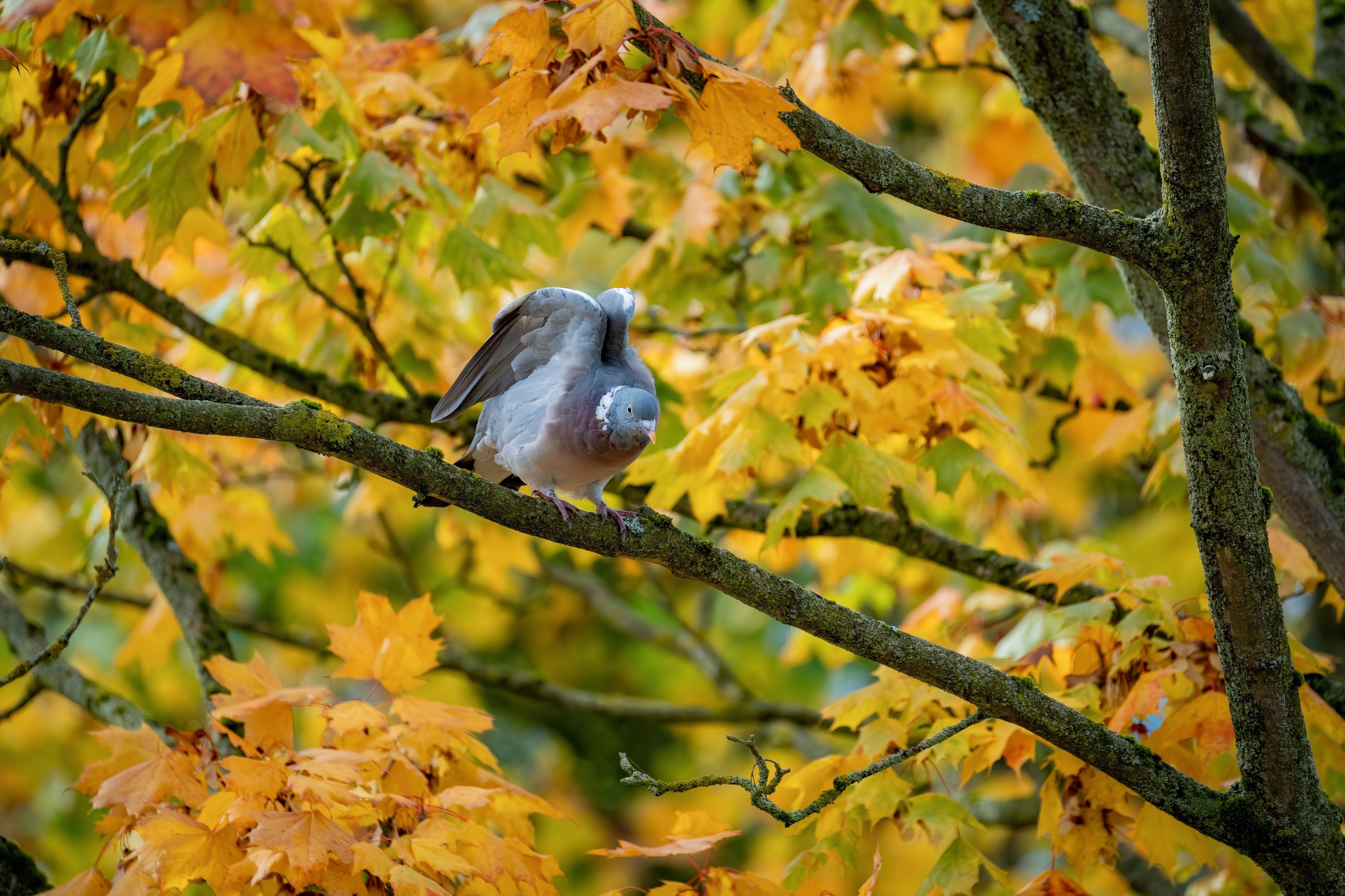 Pigeon Among Vibrant Autumn Leaves · Free Stock Photo