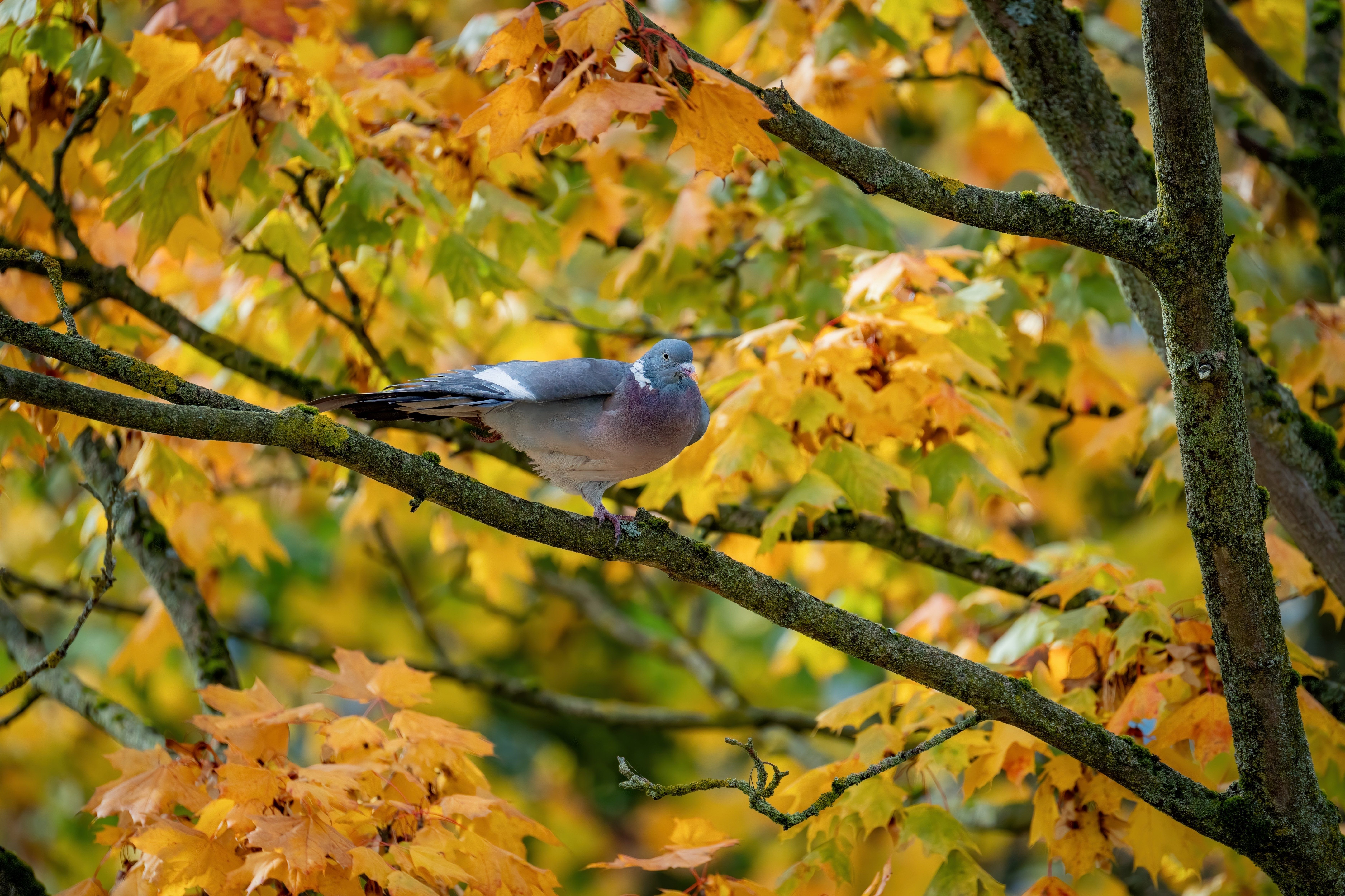 Pigeon Perched on Autumn Tree Branches · Free Stock Photo