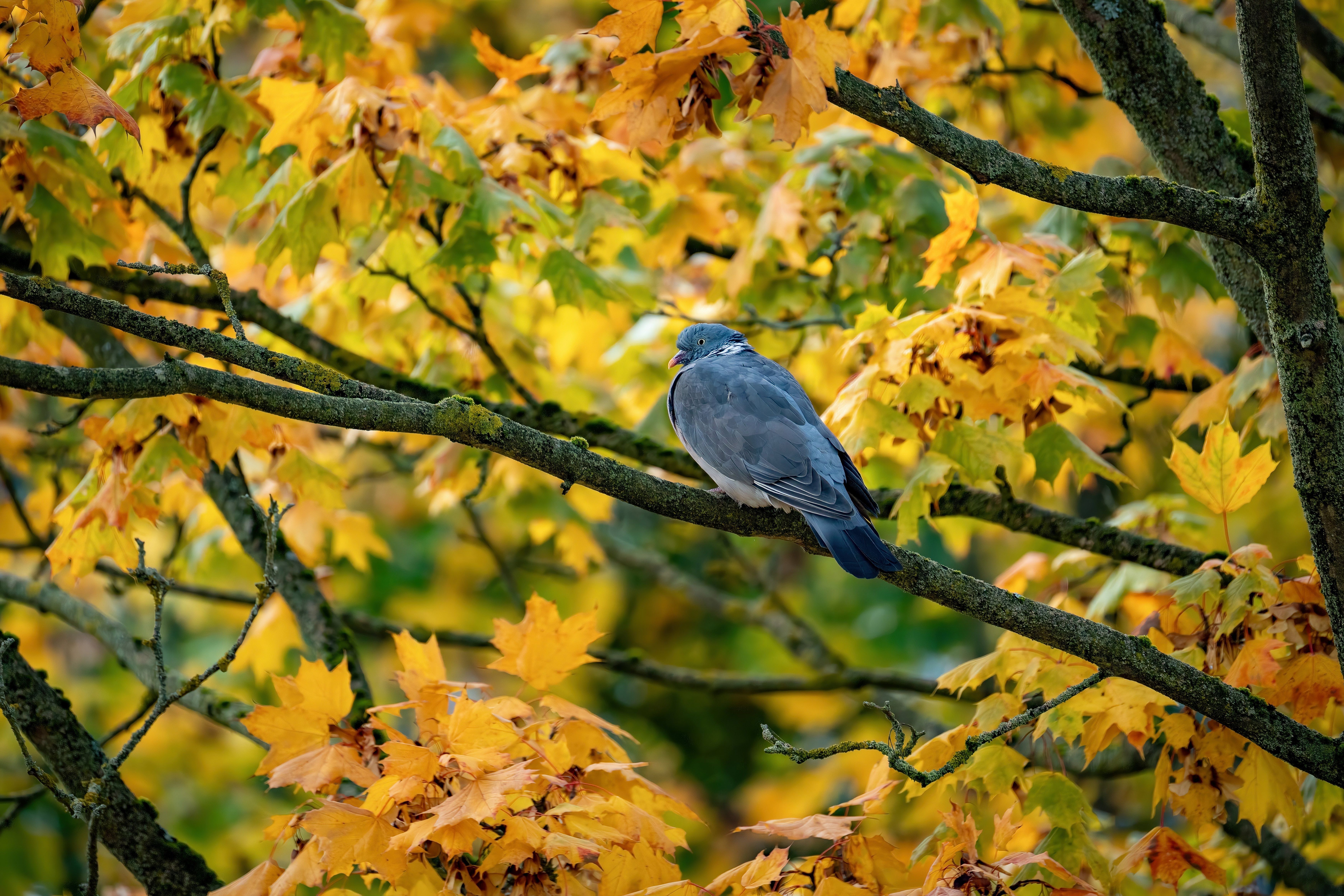 Pigeon Perched Among Golden Autumn Leaves · Free Stock Photo