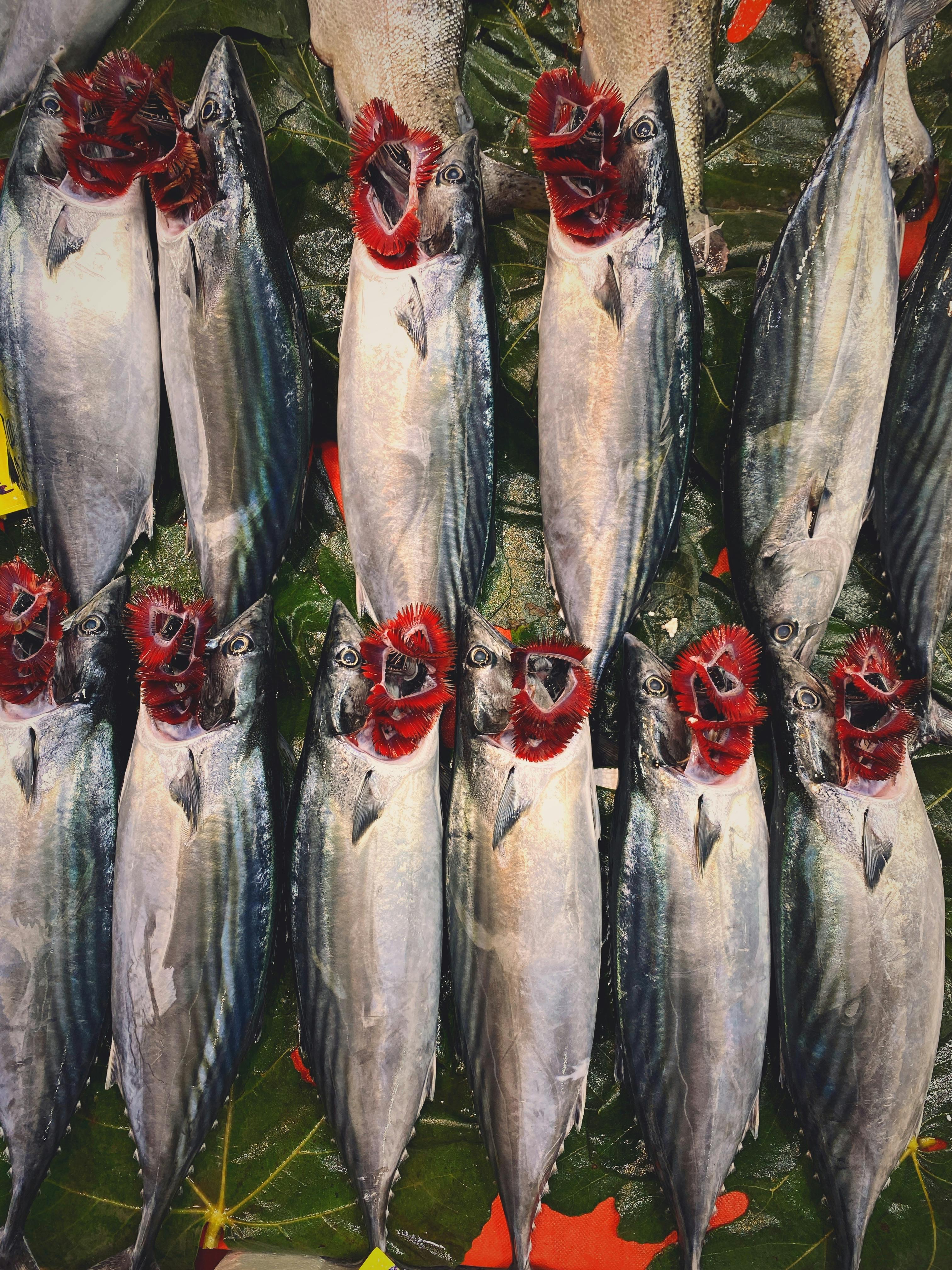 Group of Pink and White Fish · Free Stock Photo