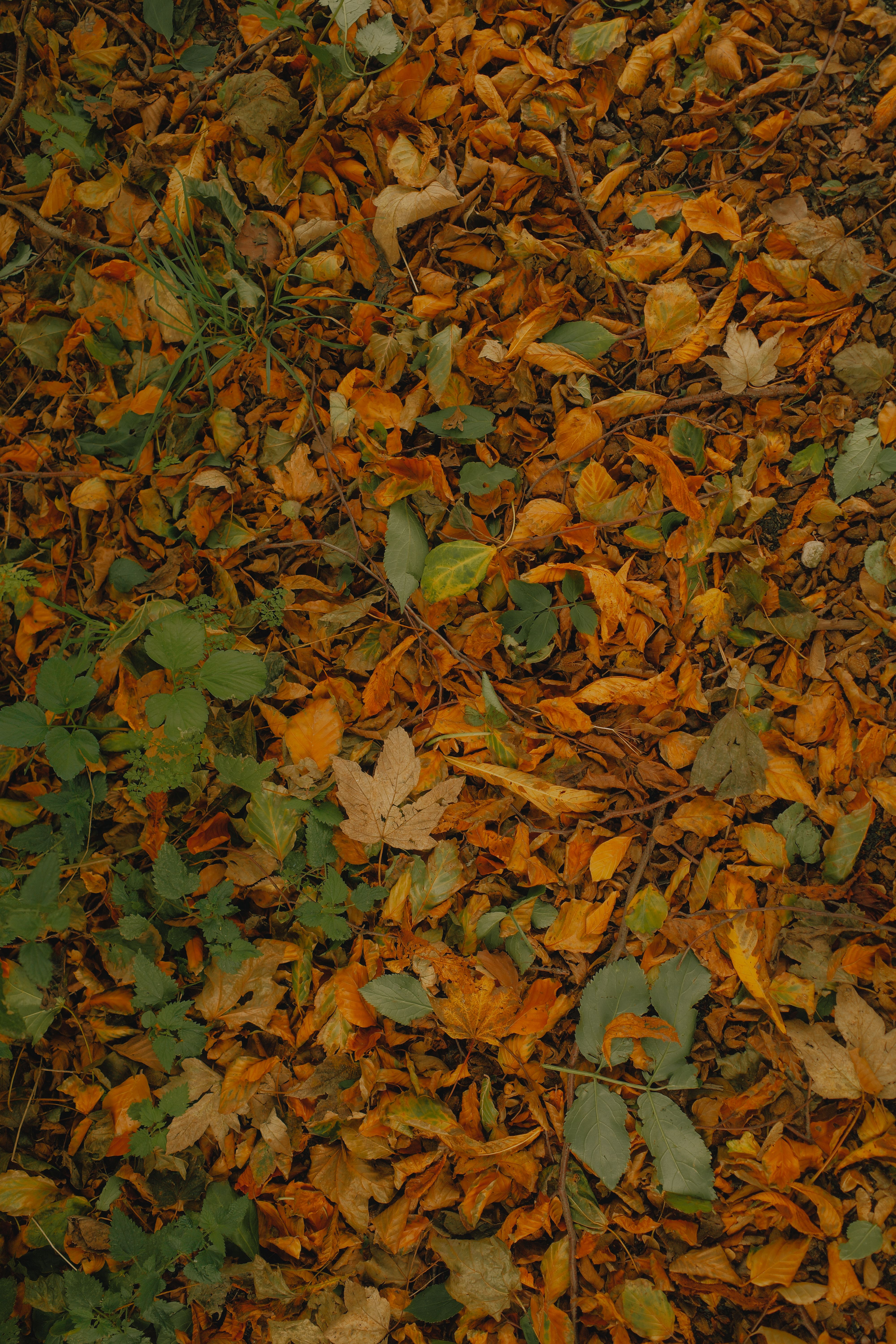 Vibrant Autumn Leaves Covering Forest Floor · Free Stock Photo