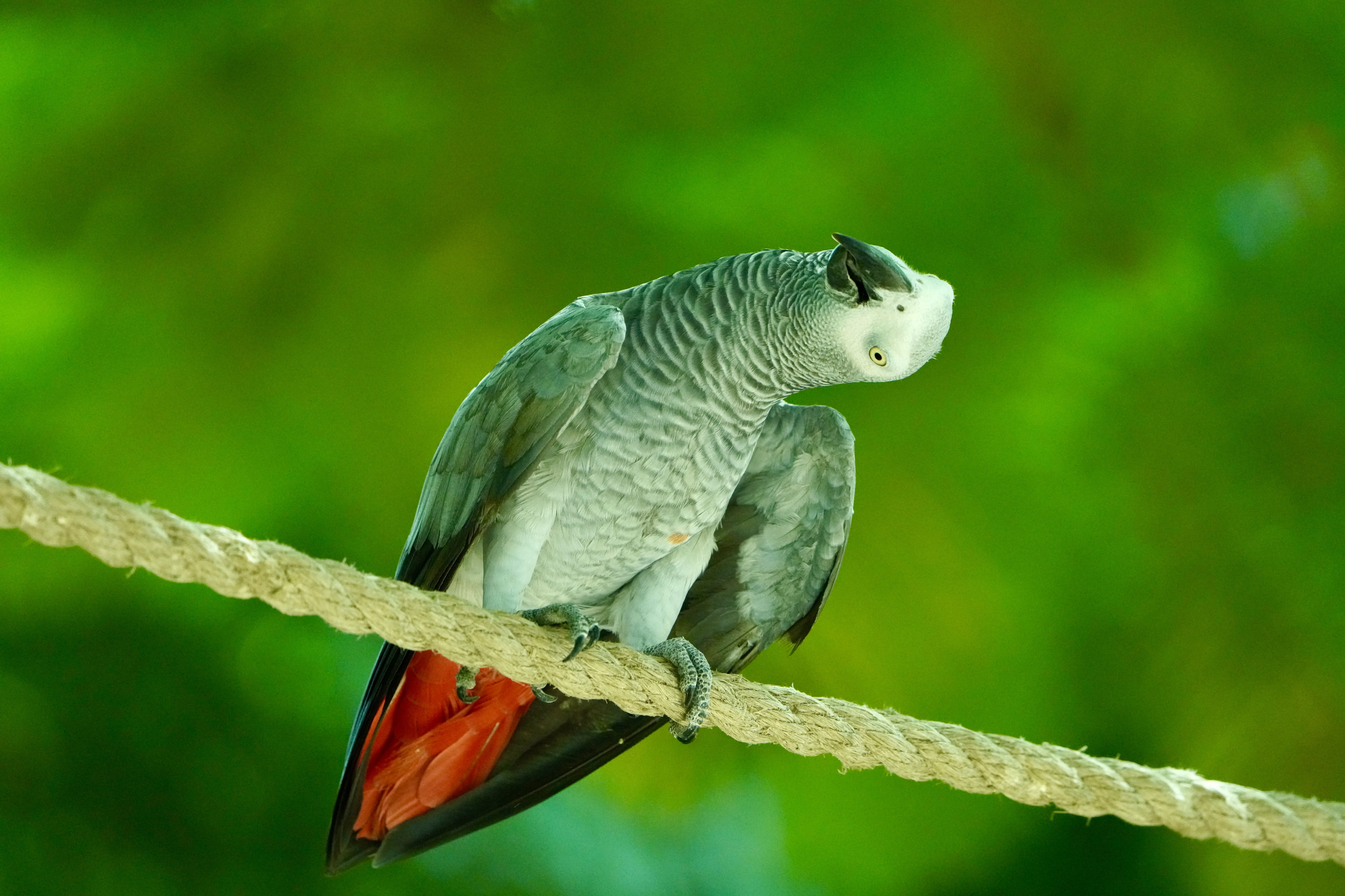 Loro Gris Africano Sobre Una Cuerda Con Fondo Verde · Foto de stock ...