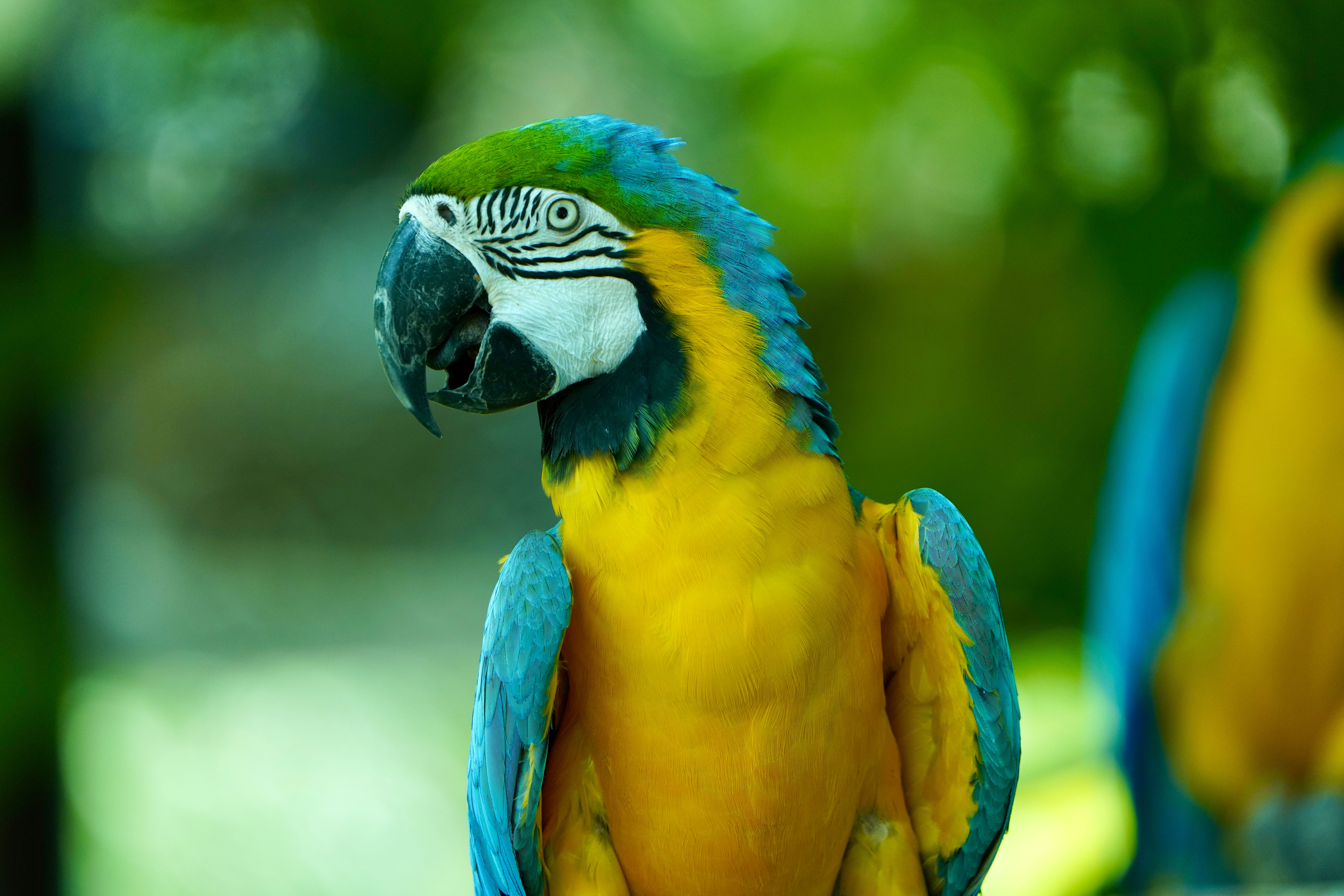 Vibrant Blue and Yellow Macaw in Natural Setting · Free Stock Photo