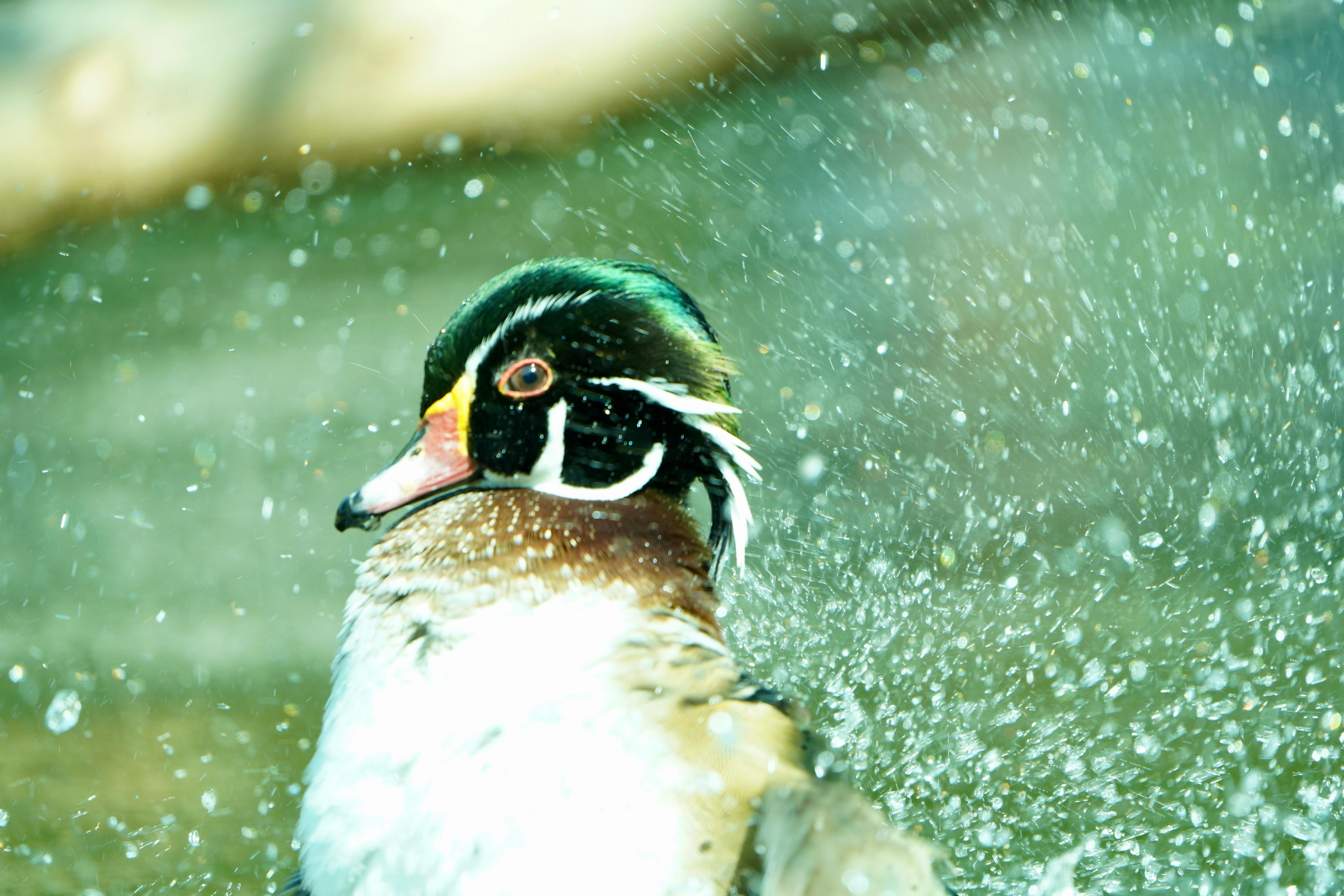 White and Blue and Red and Brown Feathered Bird · Free Stock Photo