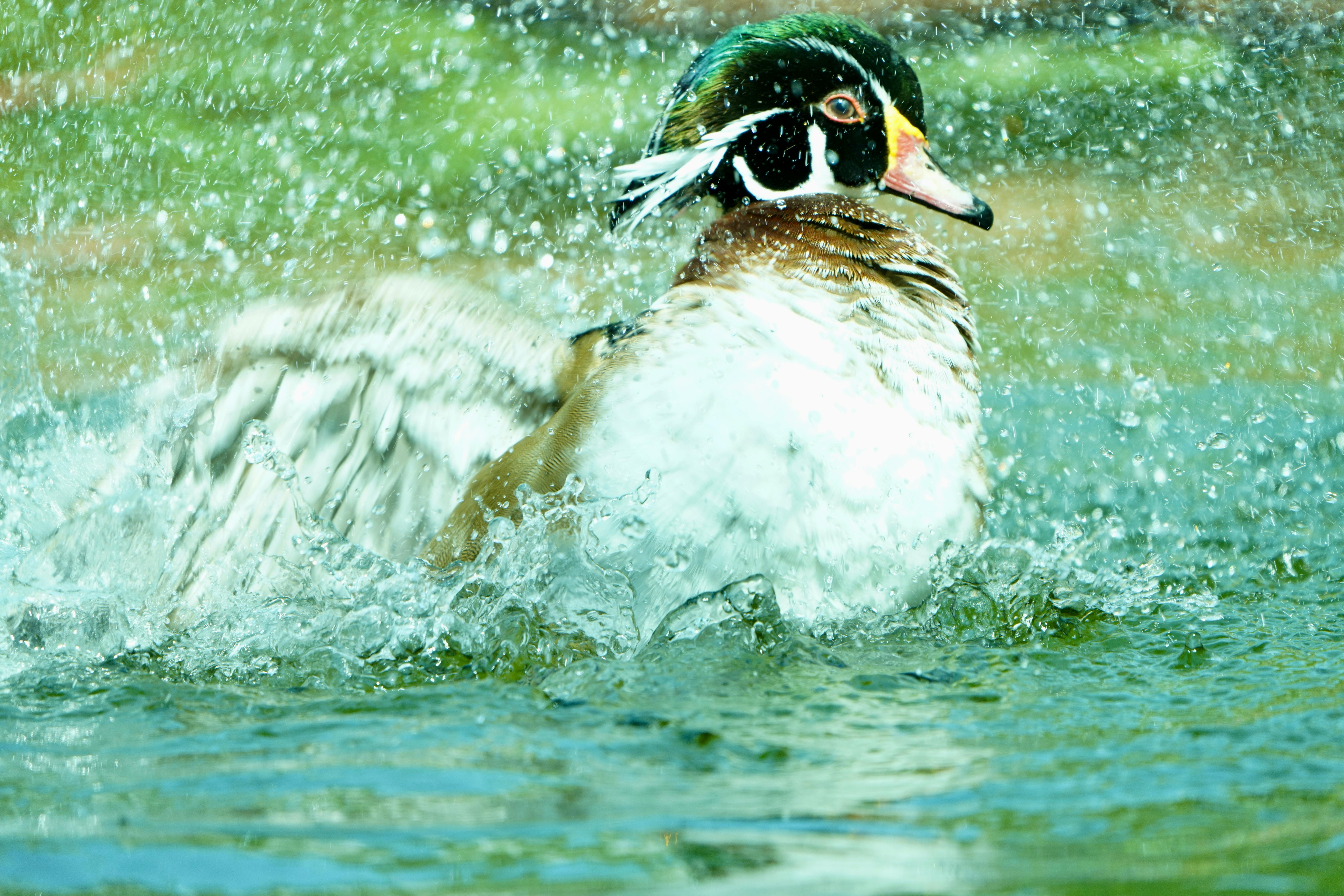 Vibrant Wood Duck Splashing in Water · Free Stock Photo