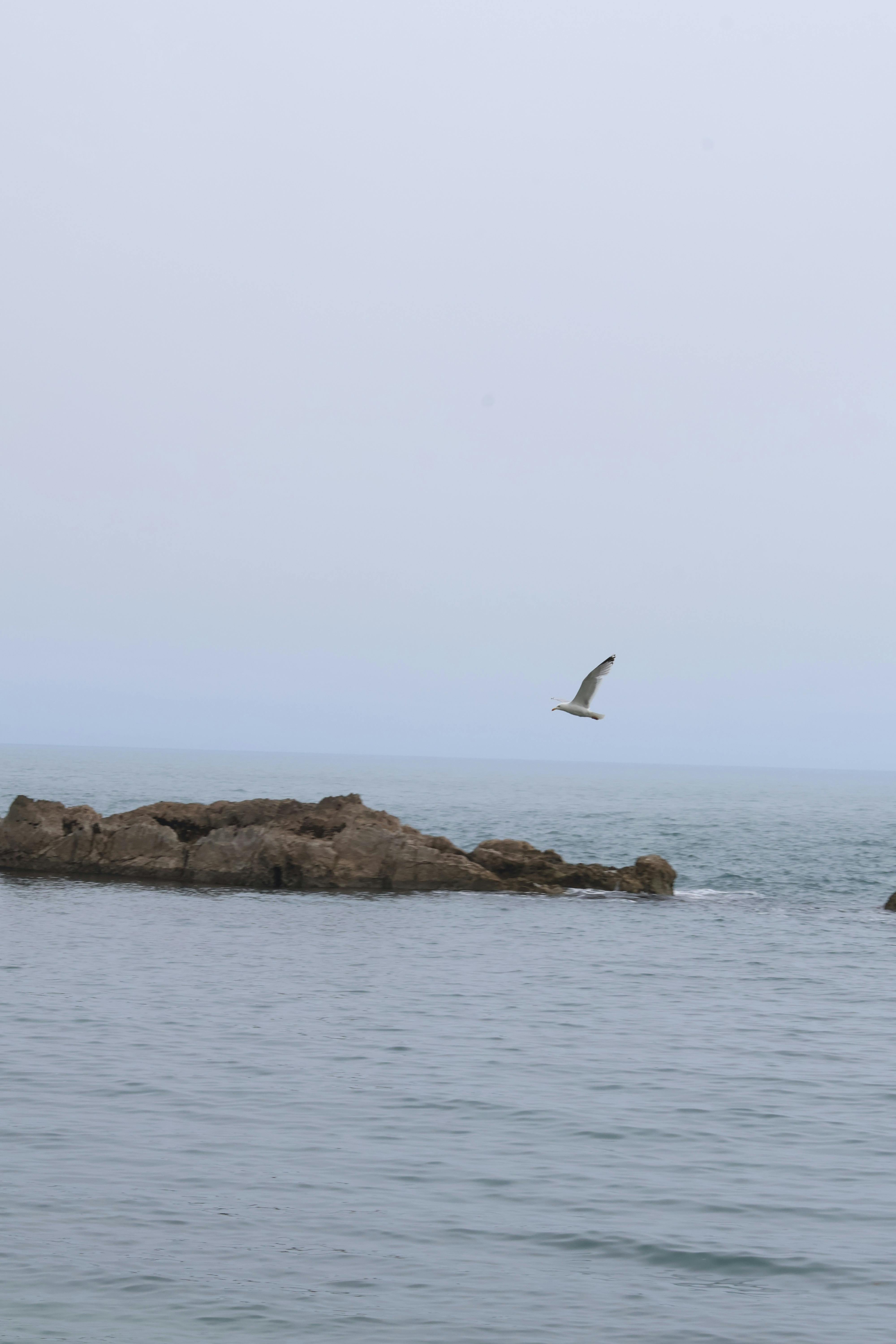 Seagull Flying Over Calm Ocean in London · Free Stock Photo