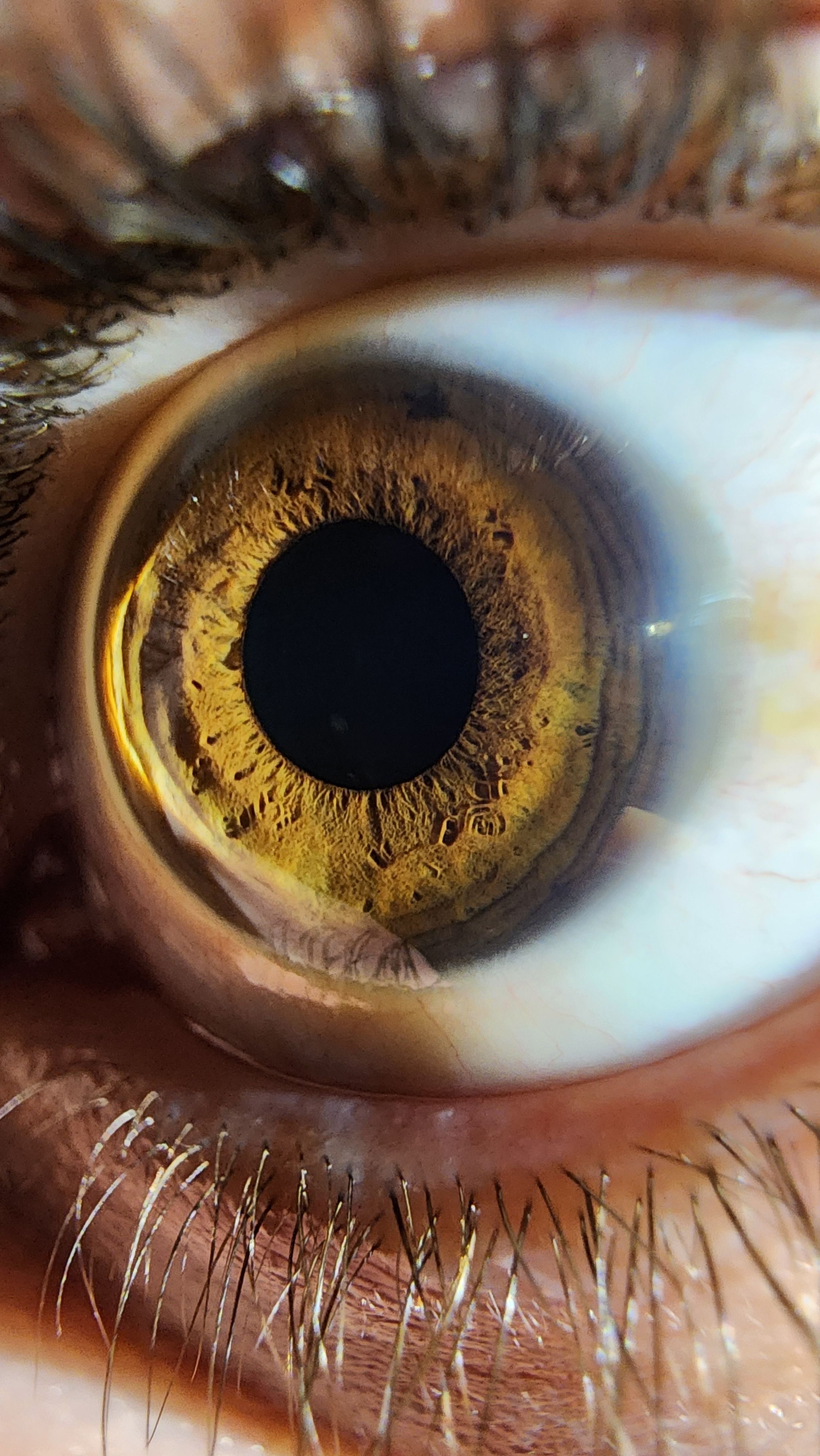 Close-up of a Human Eye with Amber Iris · Free Stock Photo