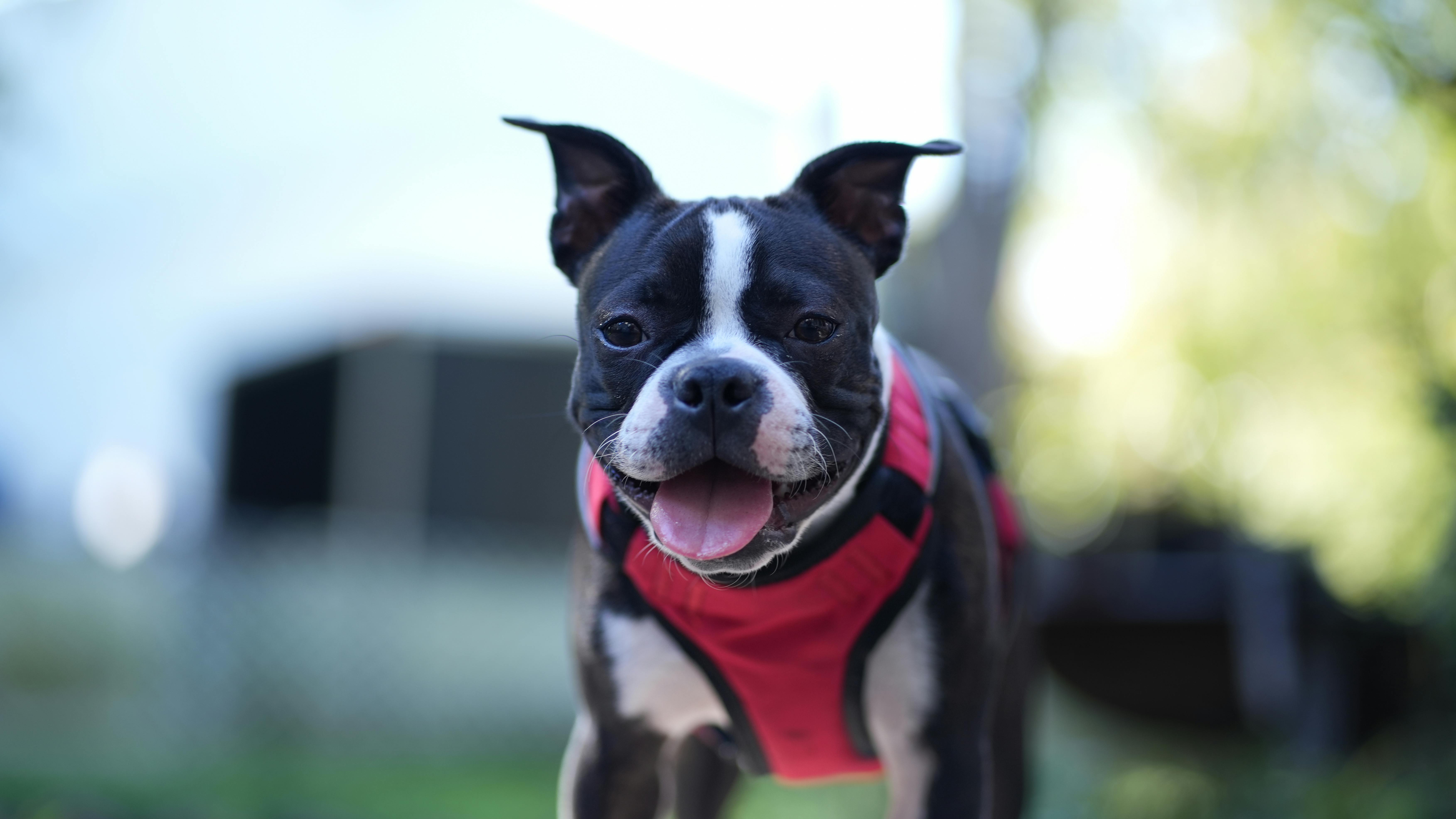 Boston Terrier Smiling Outdoors in Red Harness · Free Stock Photo