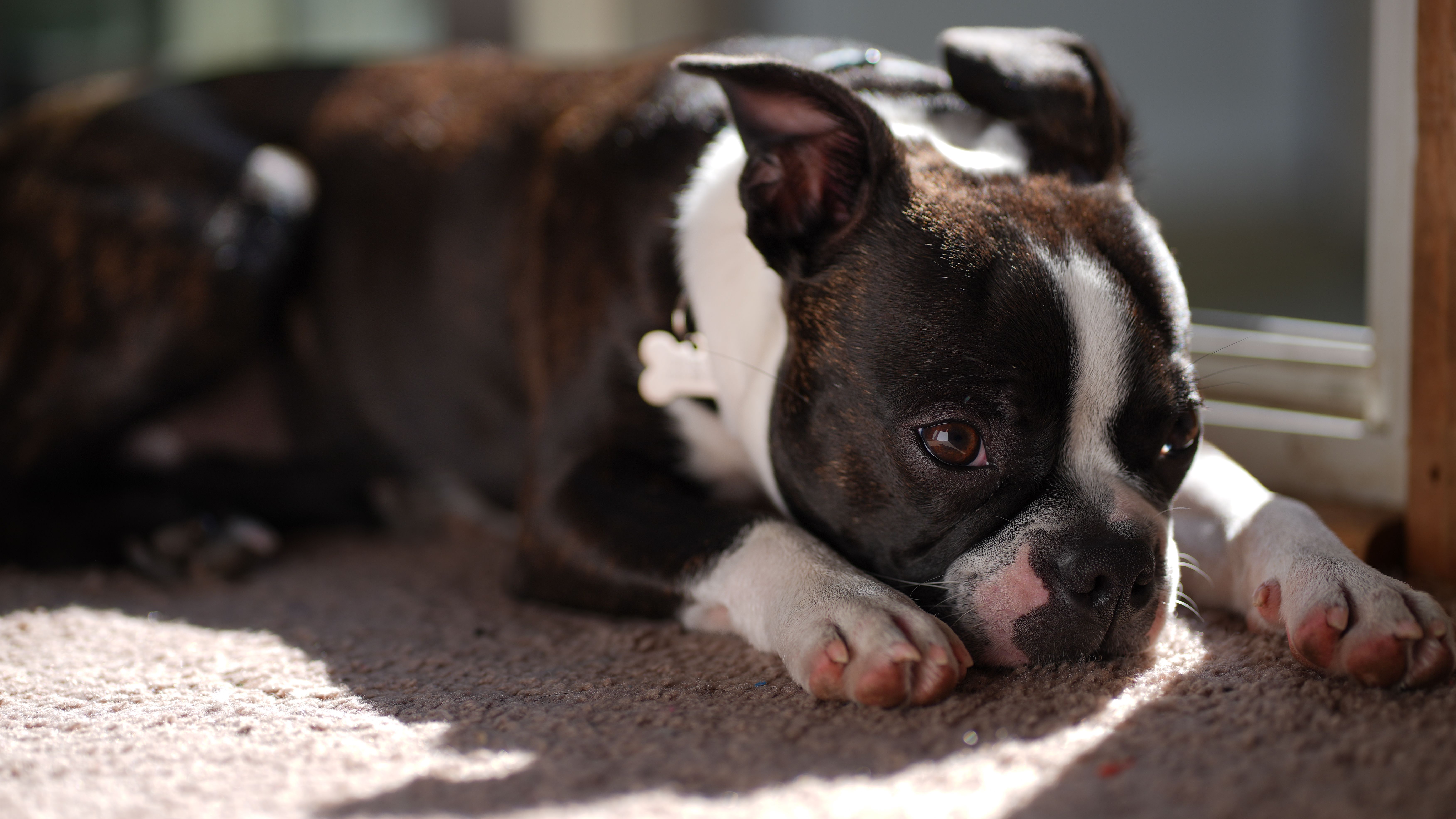 Charming Boston Terrier in Sunlit Relaxation · Free Stock Photo