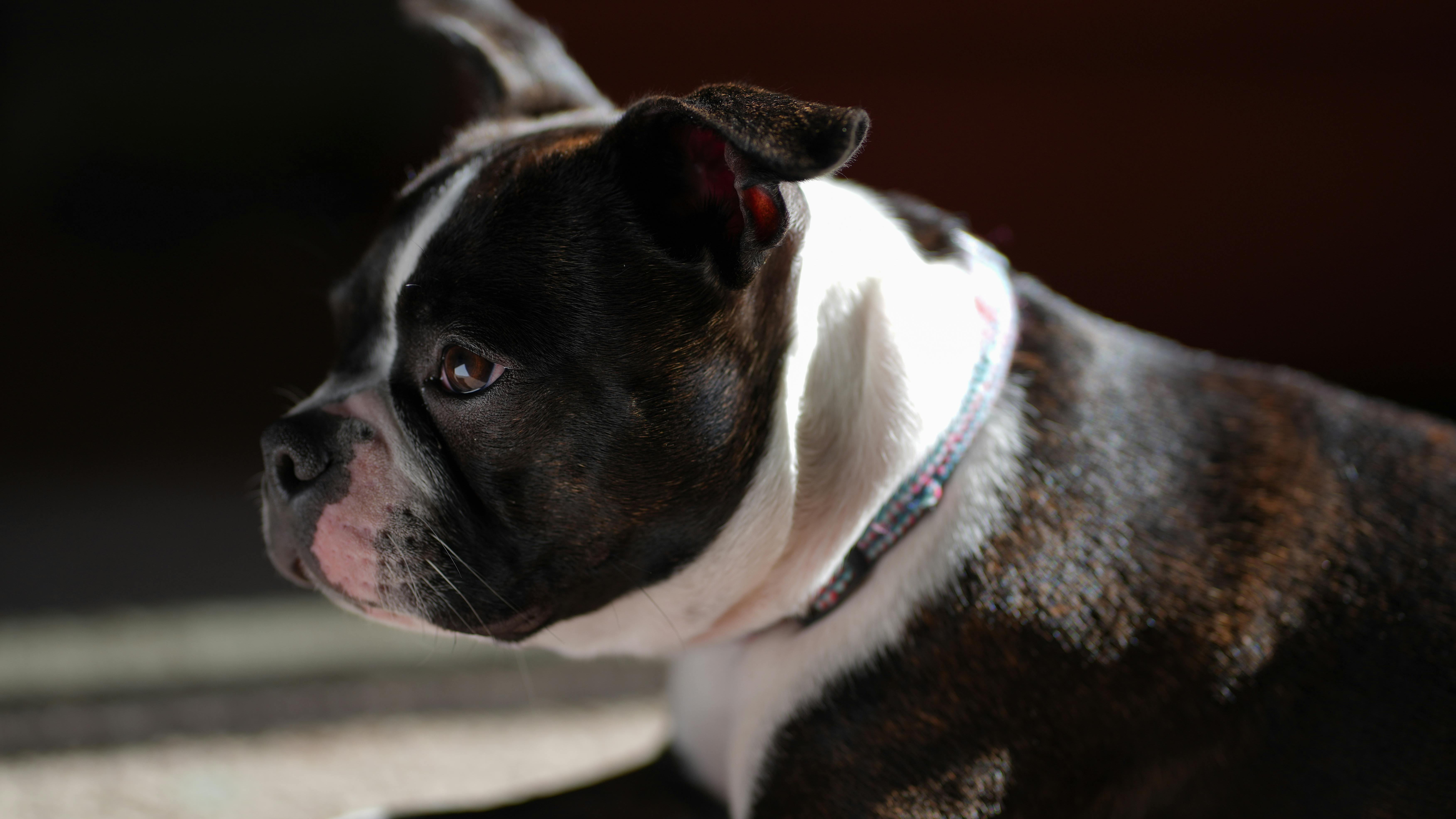 Boston Terrier Relaxing Indoors with Floppy Ears · Free Stock Photo