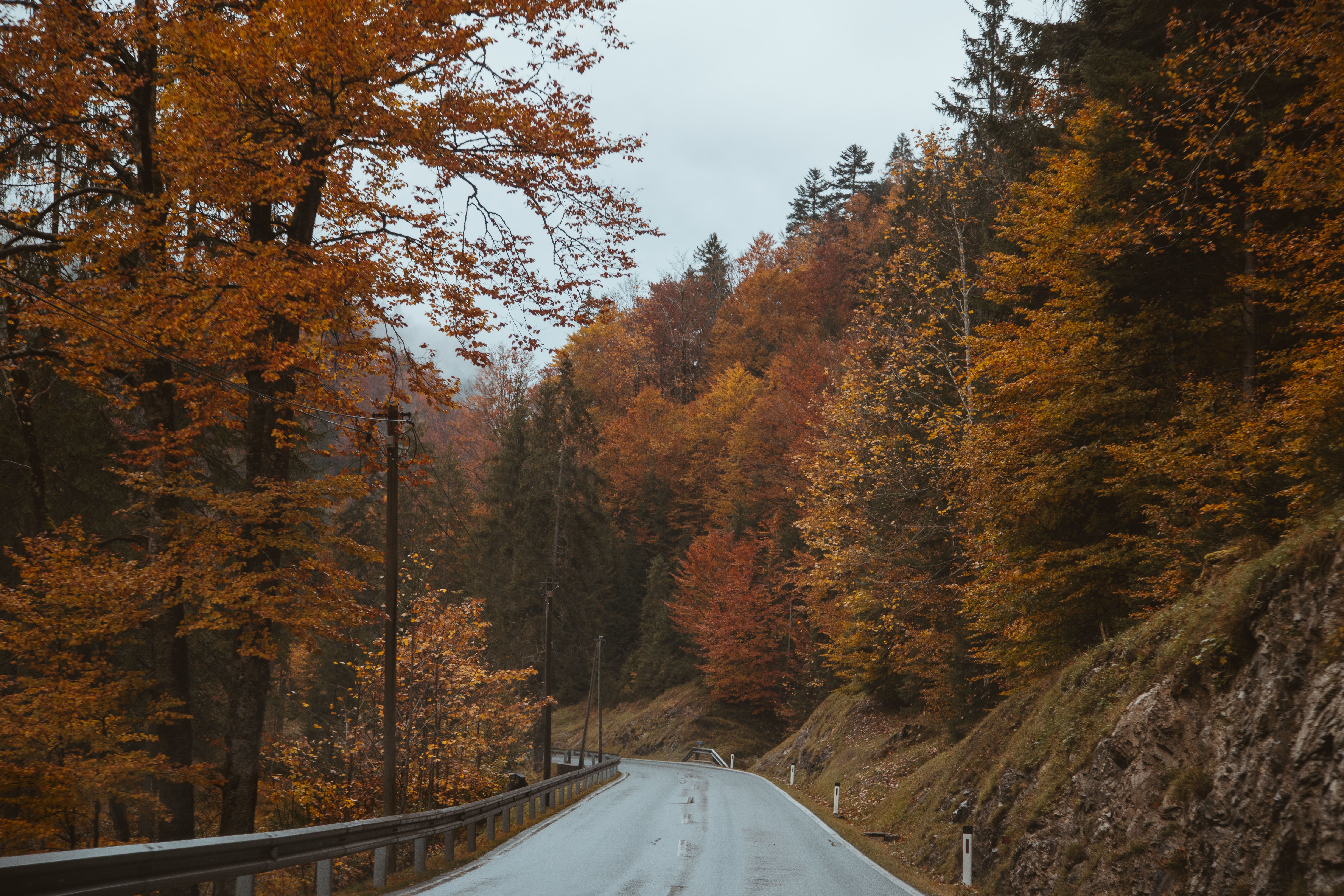 Scenic Autumn Drive in Austrian Tirol Forest · Free Stock Photo