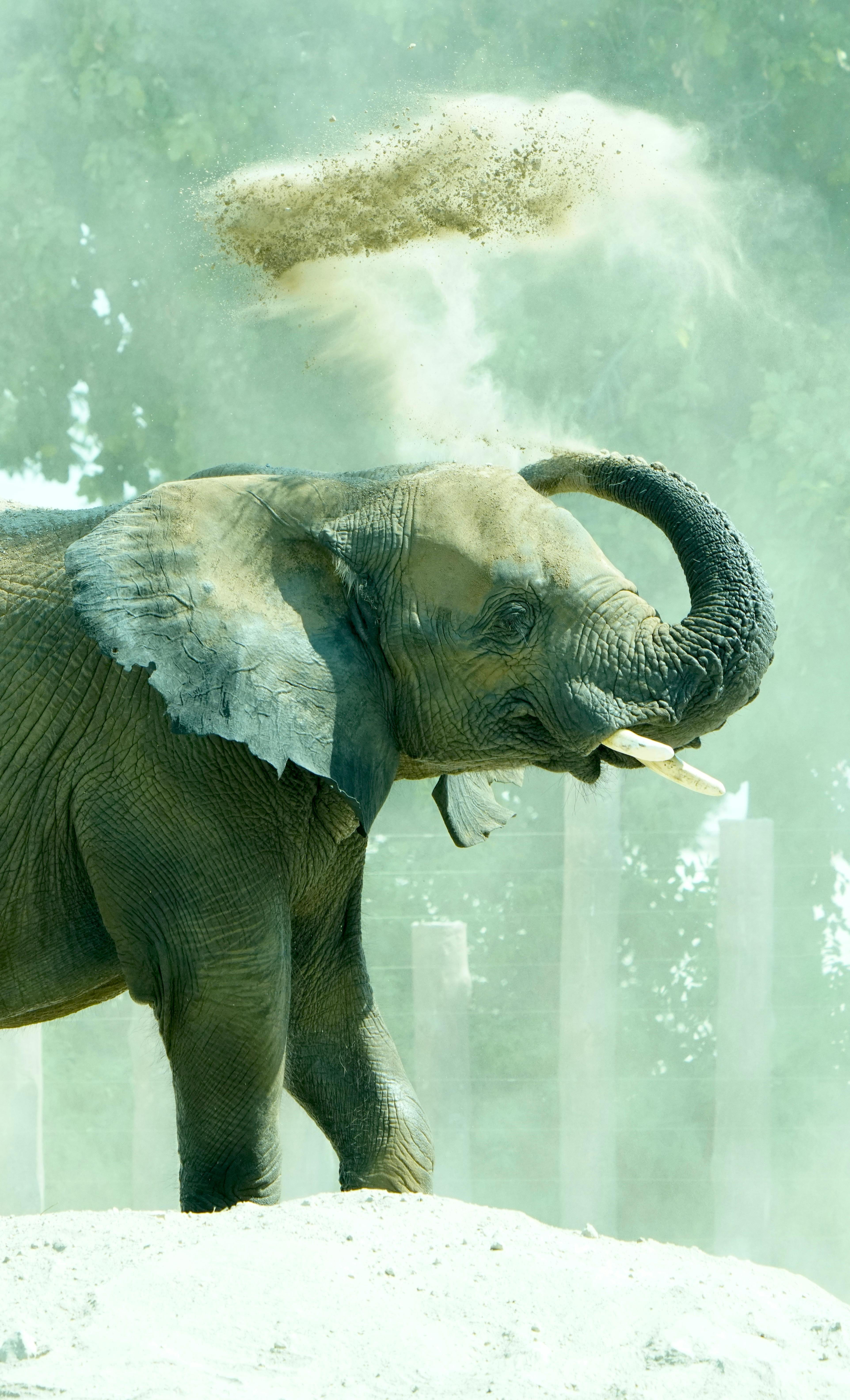 African Elephant Tossing Dust in Natural Habitat · Free Stock Photo