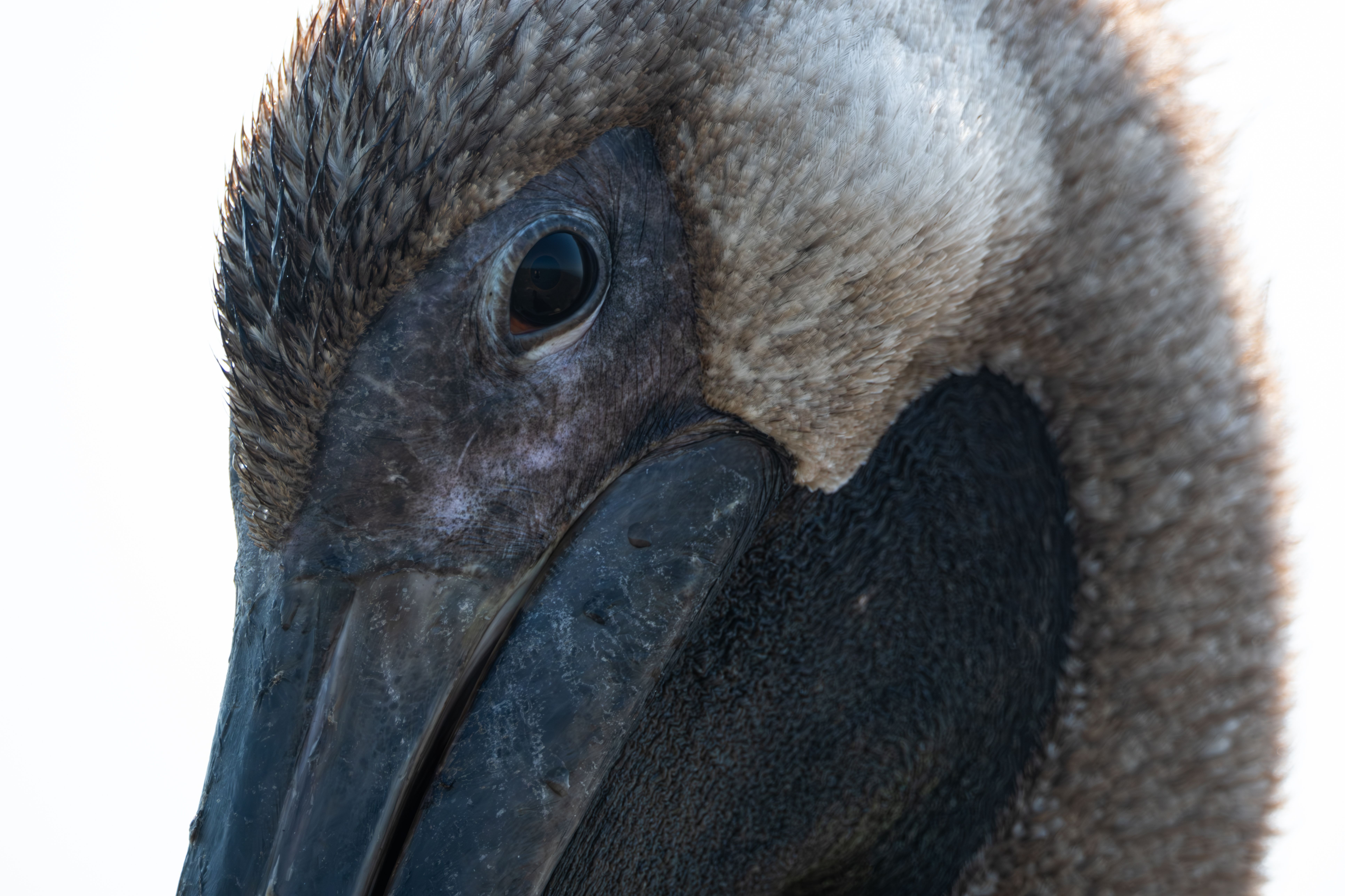 Brown Pelican Facing Foward Photos, Download The BEST Free Brown ...