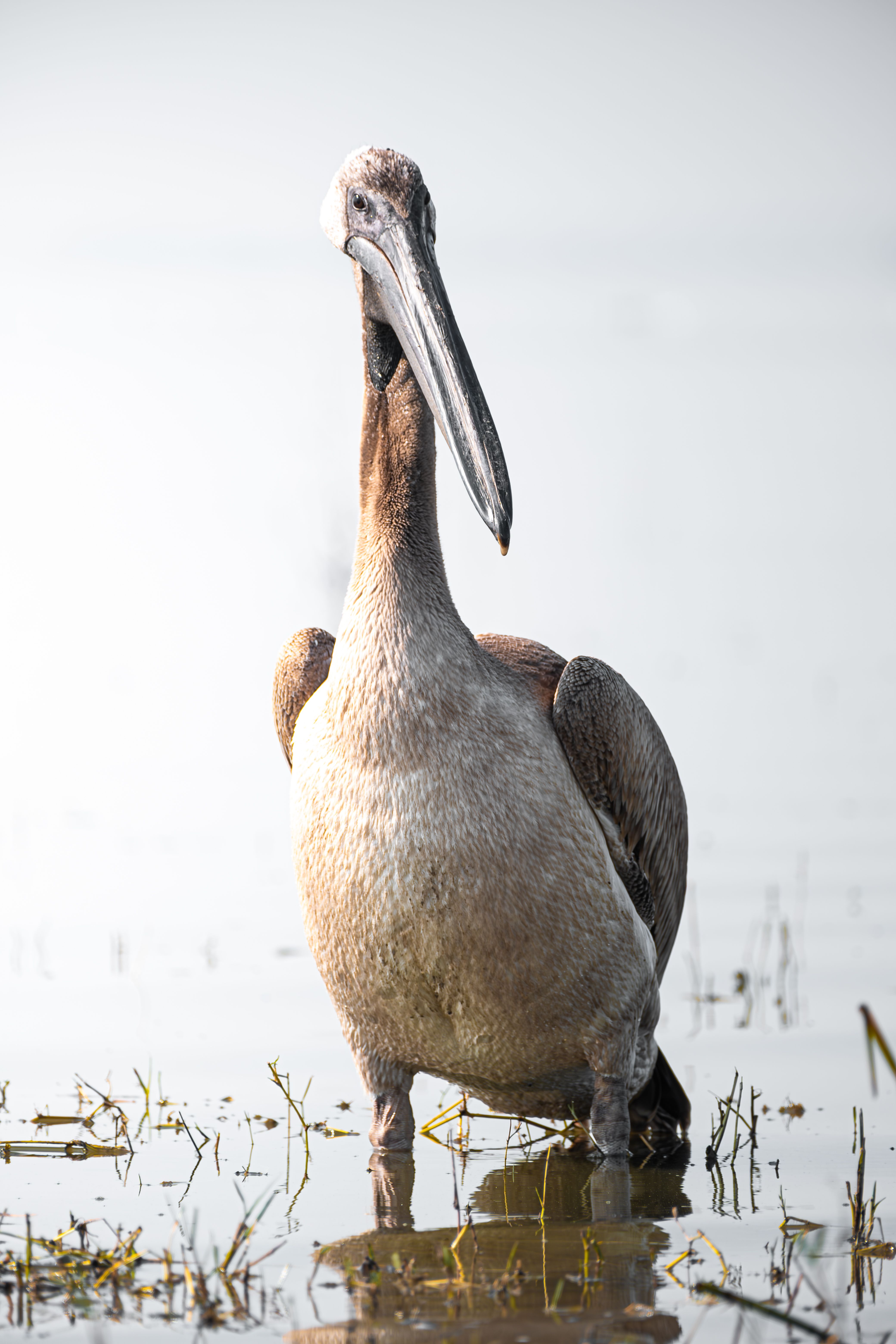 Elegant Pelican Standing in Calm Waters · Free Stock Photo