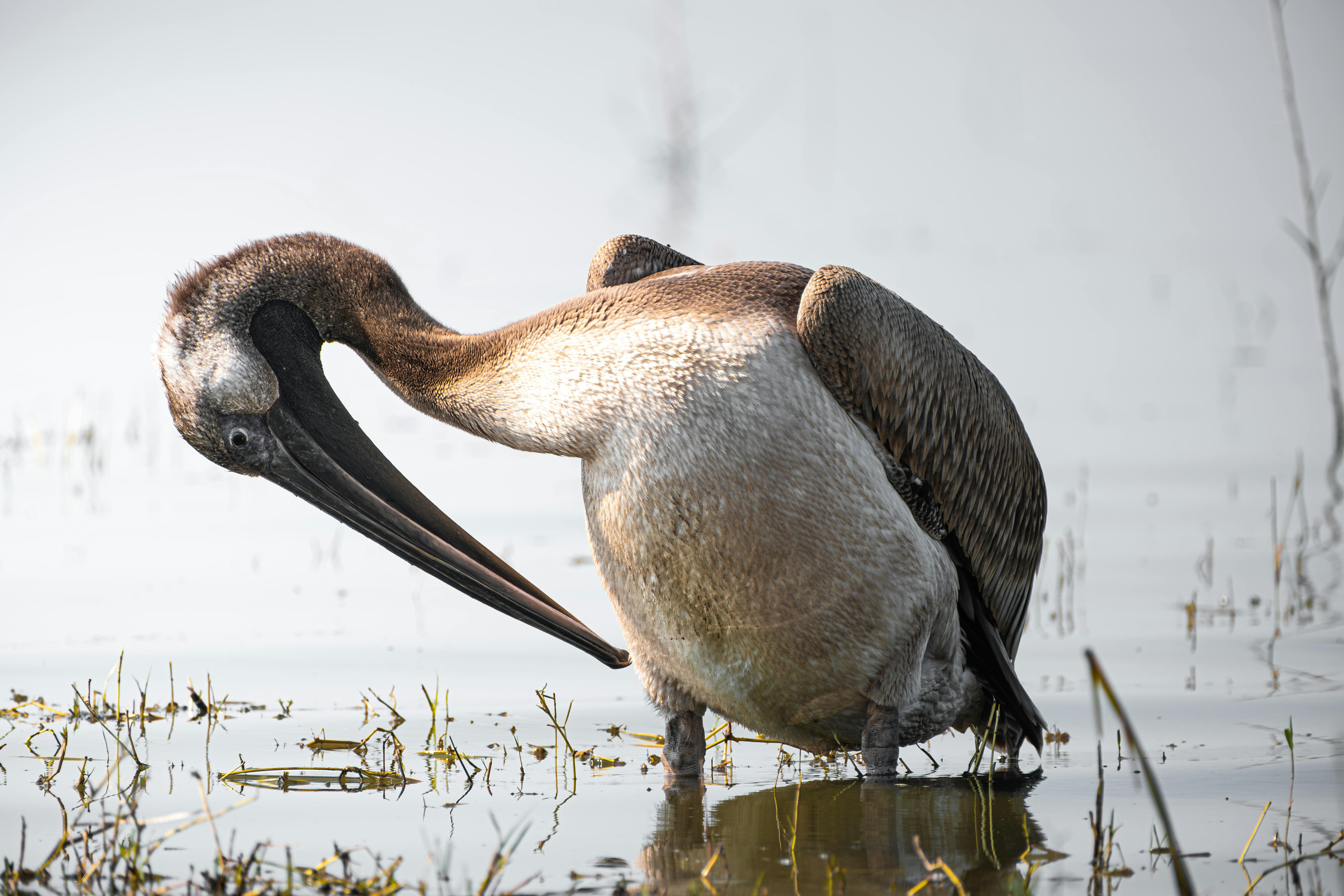 Brown Pelican Preening in Natural Habitat · Free Stock Photo