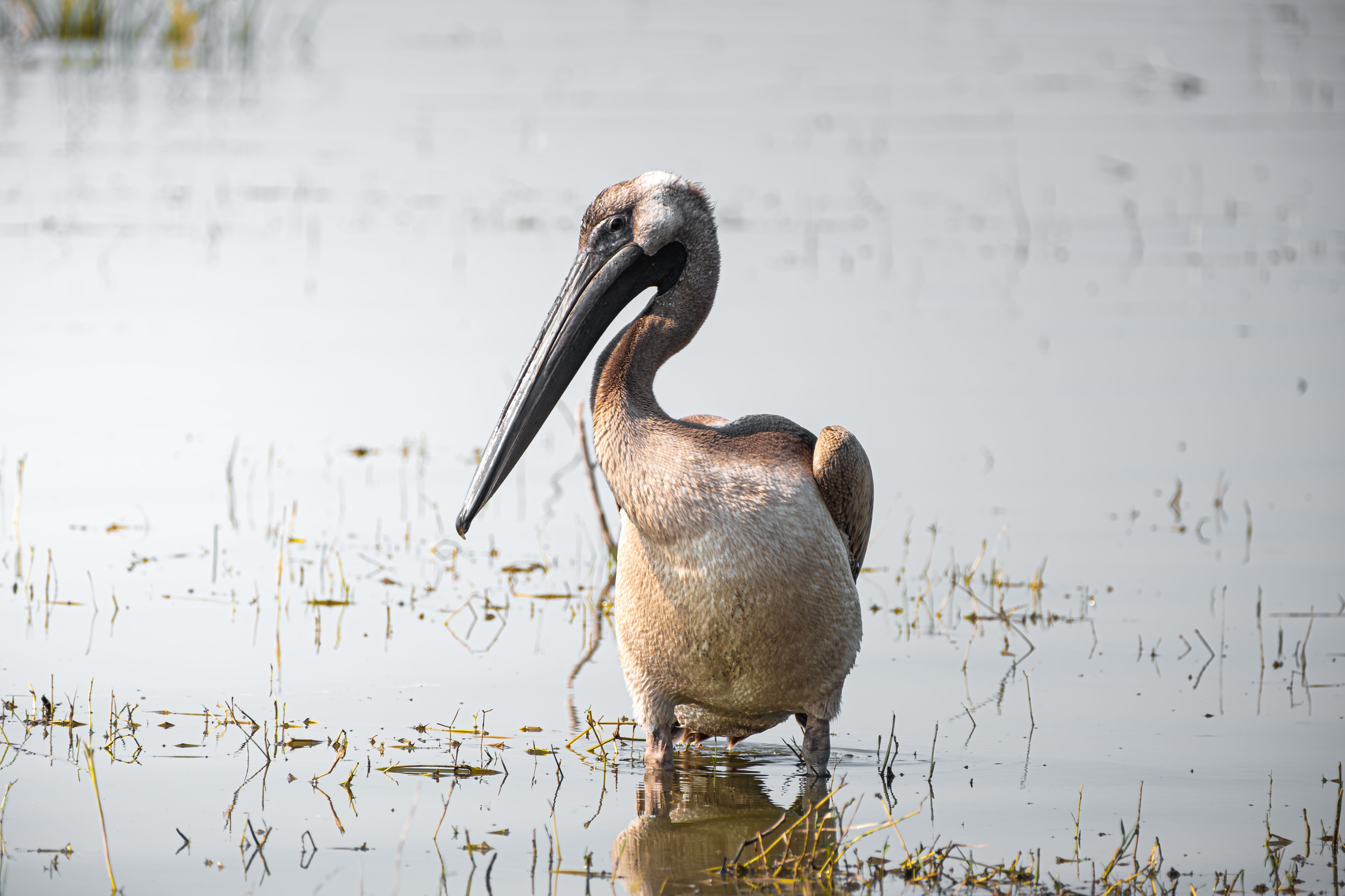 Silver Pelicans Photos, Download The BEST Free Silver Pelicans Stock ...
