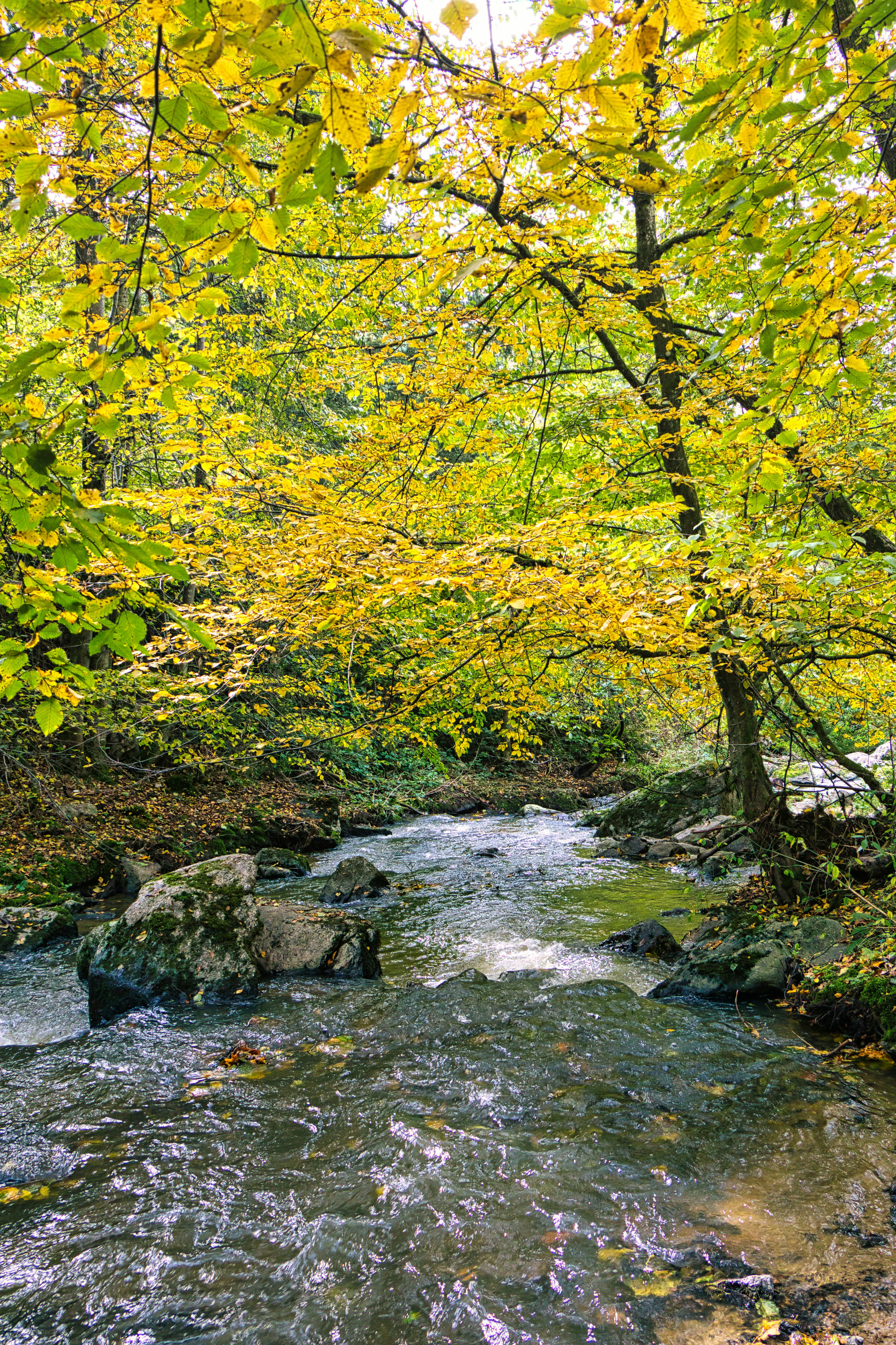 Serene Autumn Brook with Golden Leaves · Free Stock Photo