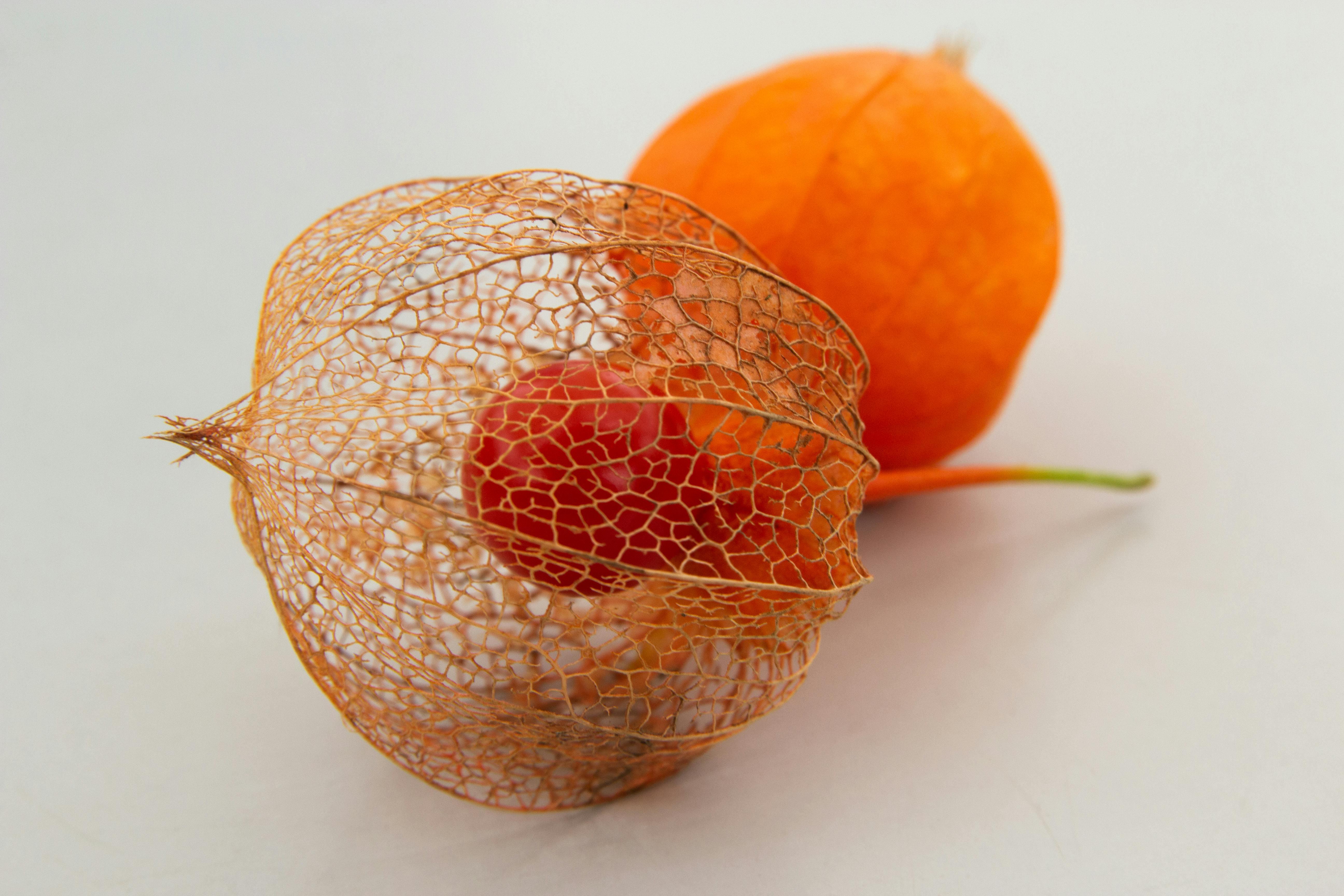 Chinese Lantern Berry Photos, Download The BEST Free Chinese Lantern ...
