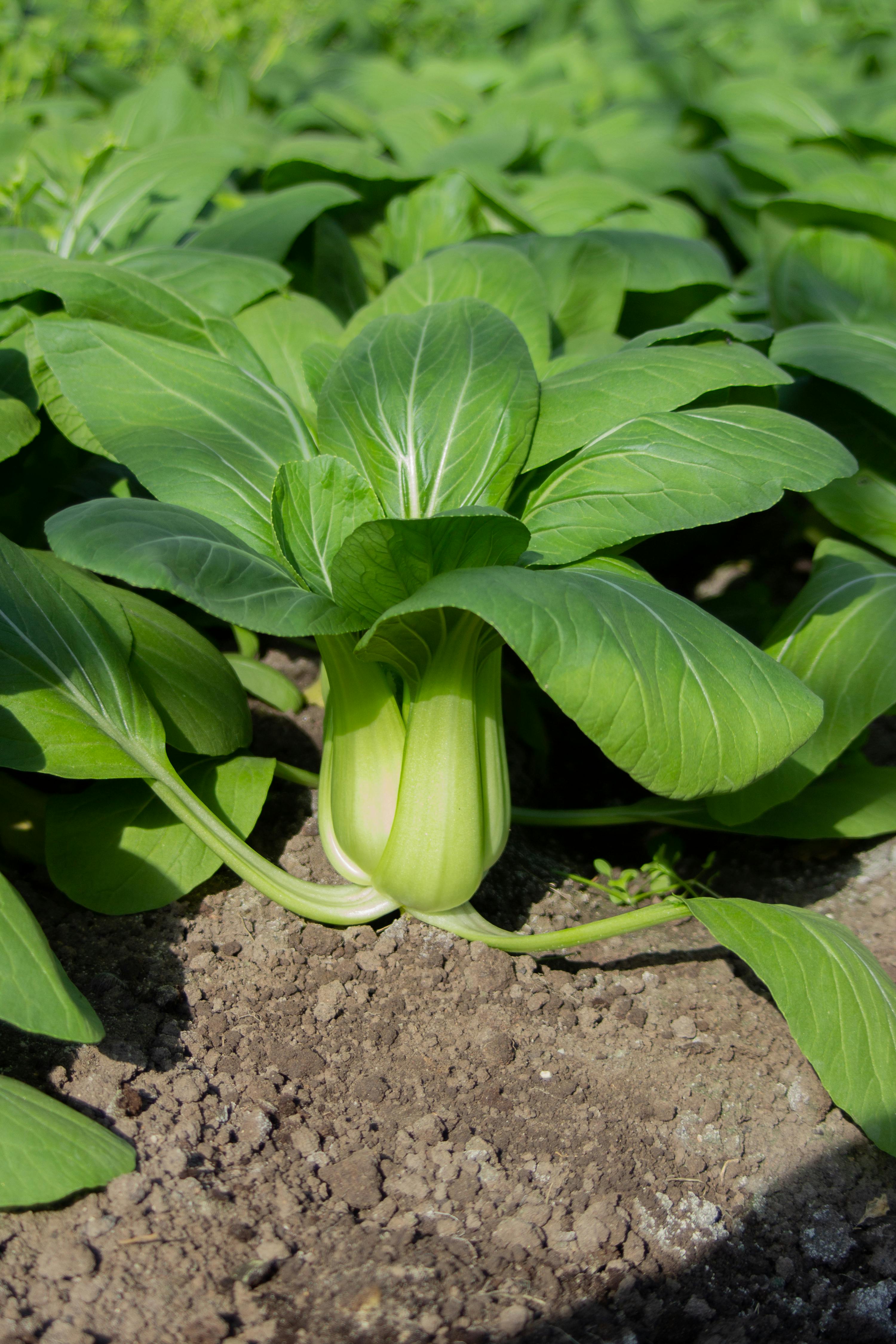 Fresh Pak Choi in Outdoor Garden Setting · Free Stock Photo