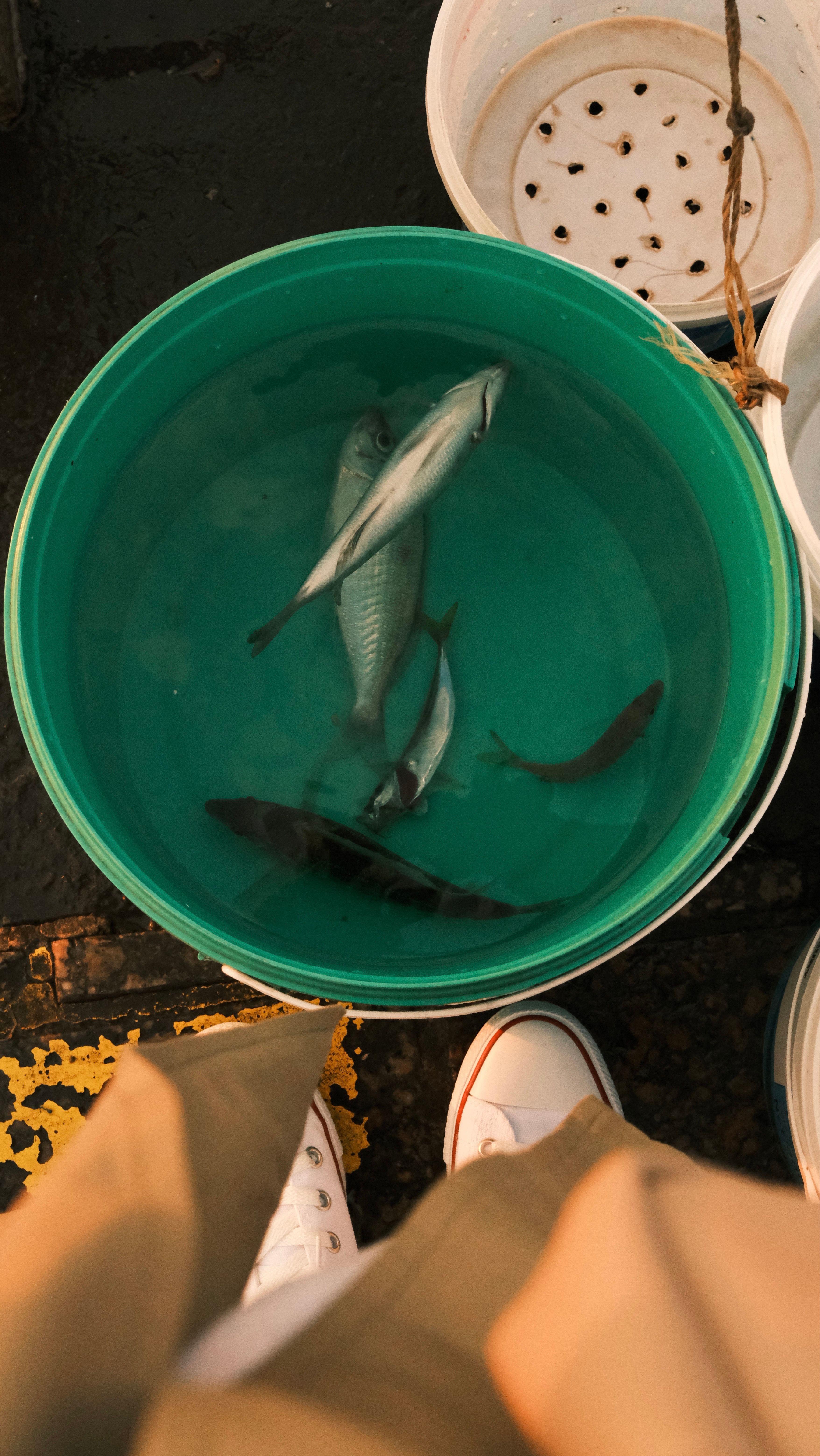 Freshly Caught Fish in a Bucket Outdoors on Pier · Free Stock Photo
