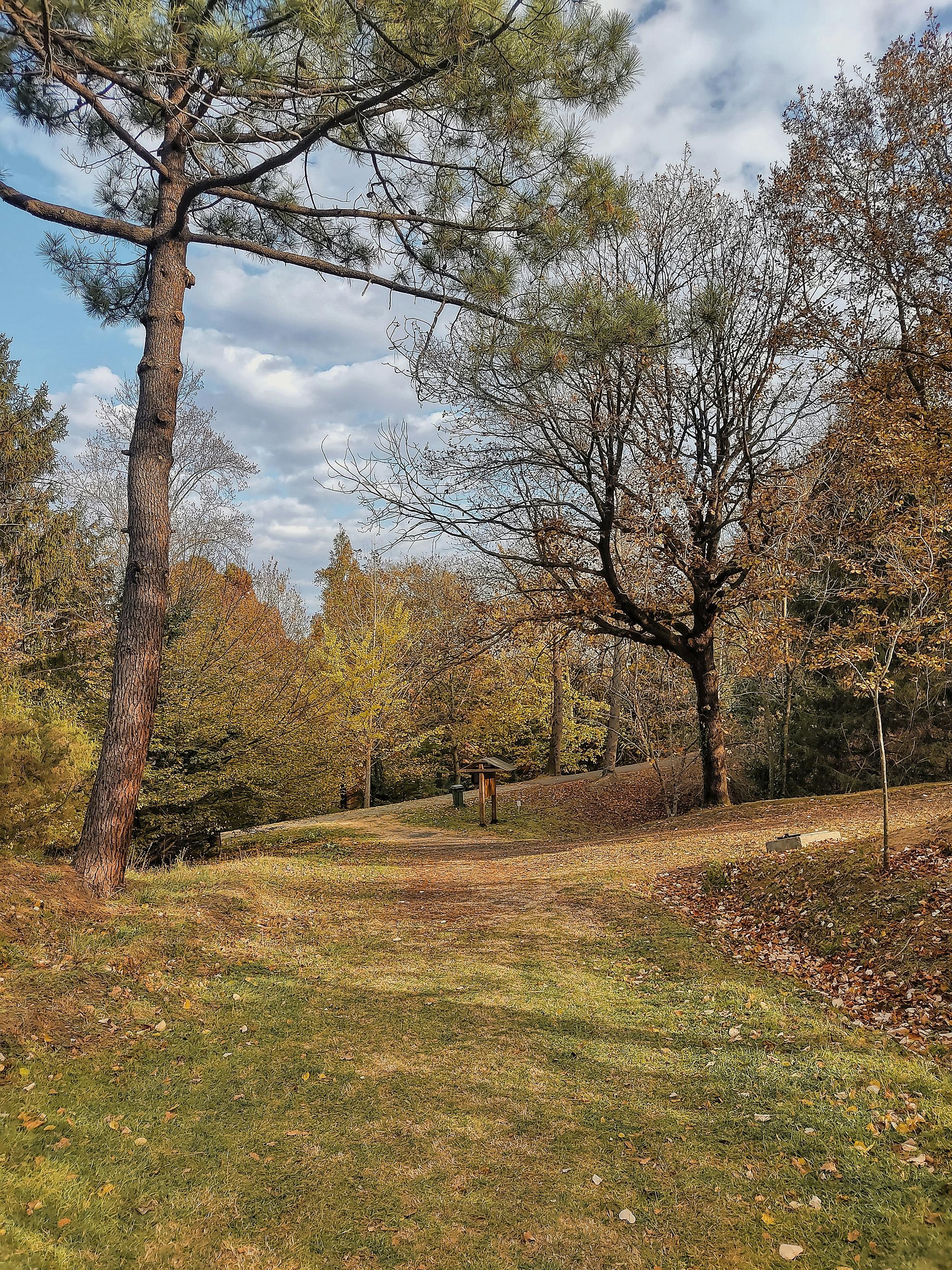 Scenic Autumn Park in İstanbul's Nature · Free Stock Photo